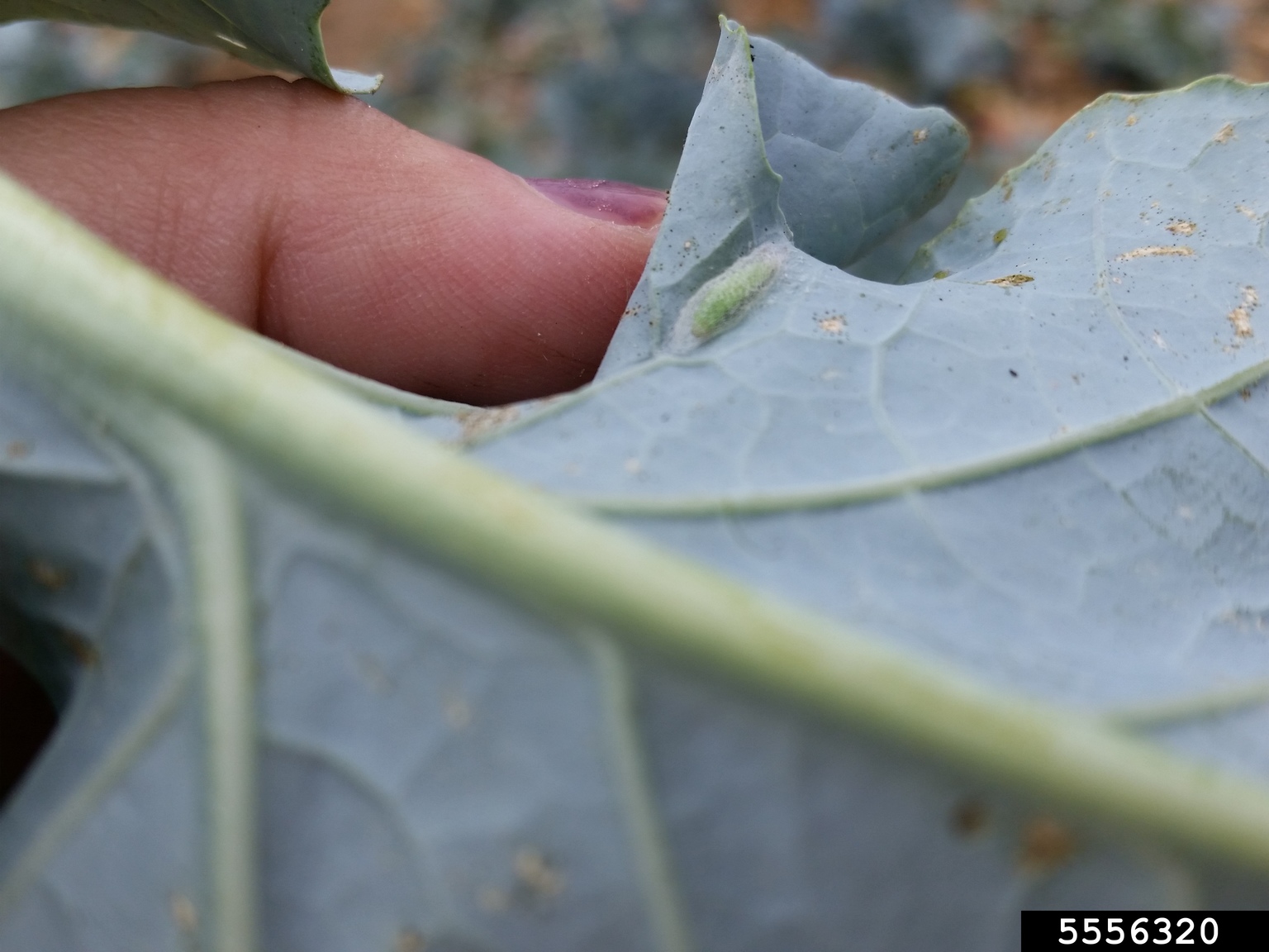 diamondback moth (Plutella xylostella (Linnaeus))