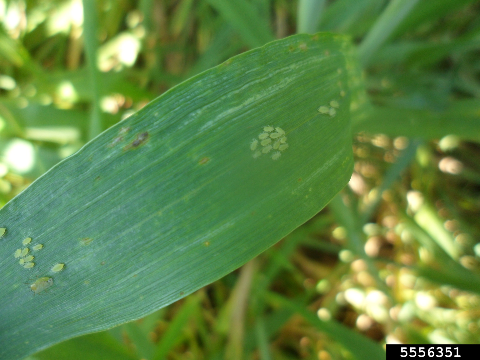 aphids (Family Aphididae)