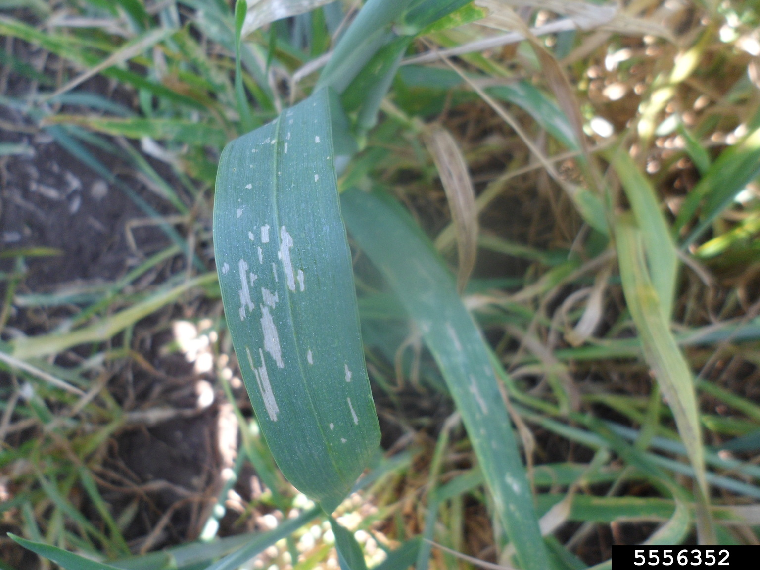 cereal leaf beetle (Oulema melanopus)