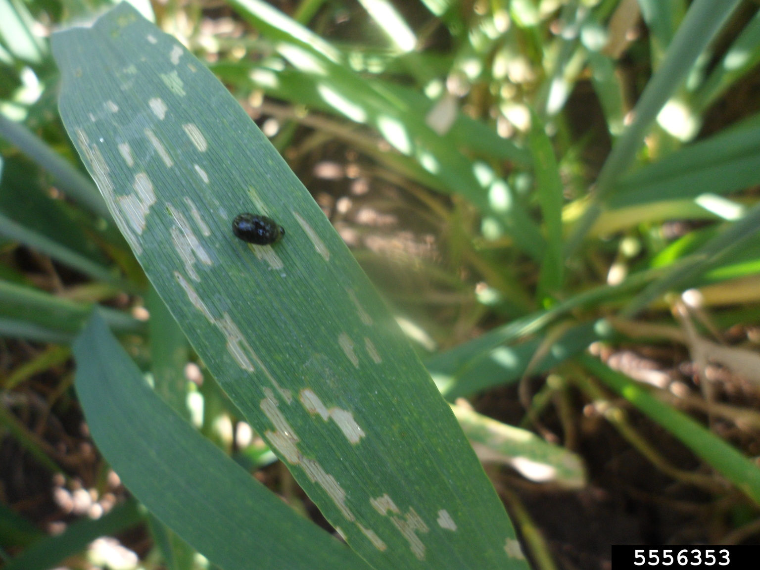 cereal leaf beetle (Oulema melanopus (Linnaeus, 1758))
