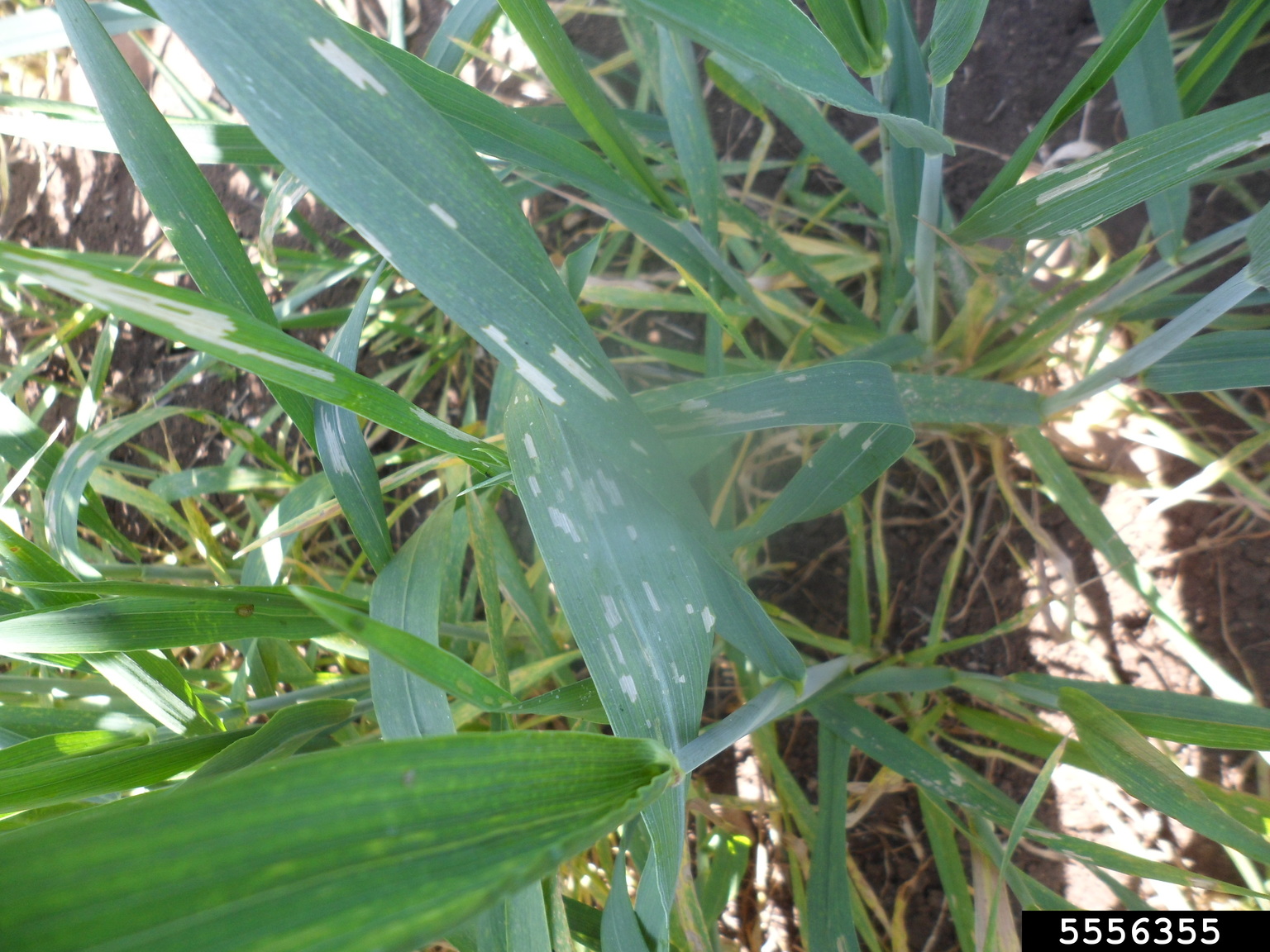 cereal leaf beetle (Oulema melanopus (Linnaeus, 1758))