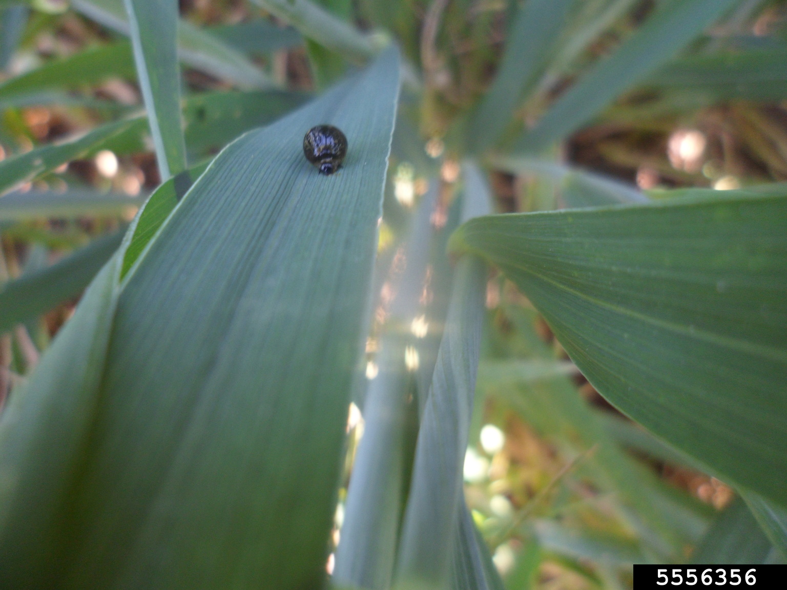 cereal leaf beetle (Oulema melanopus (Linnaeus, 1758))