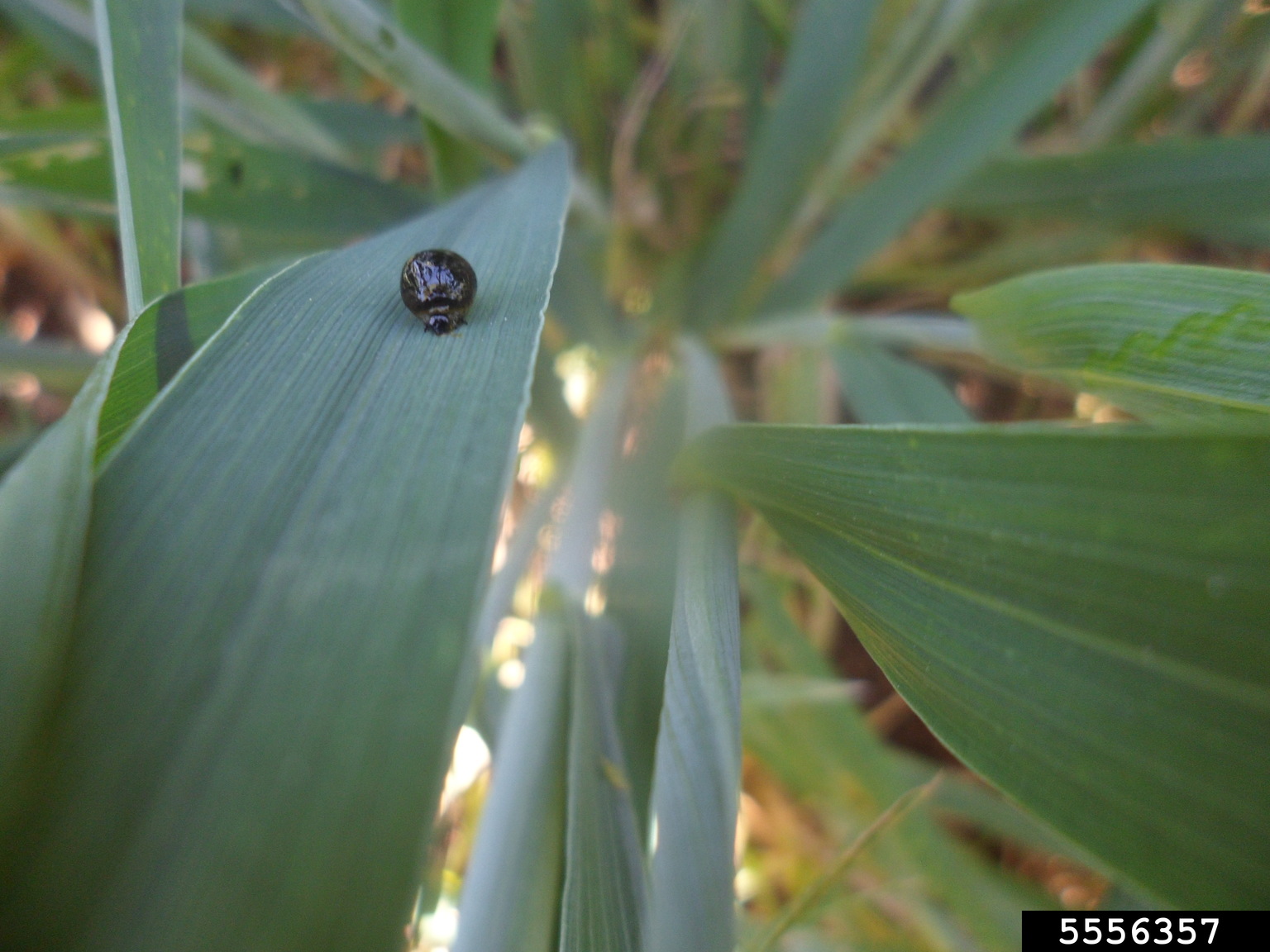 cereal leaf beetle (Oulema melanopus (Linnaeus, 1758))