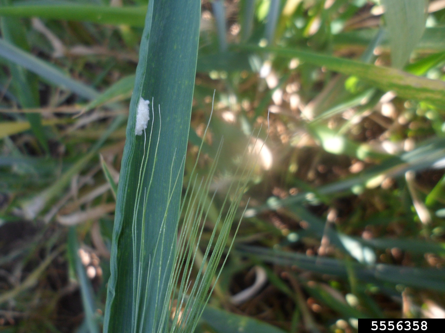 cereal leaf beetle (Oulema melanopus (Linnaeus, 1758))