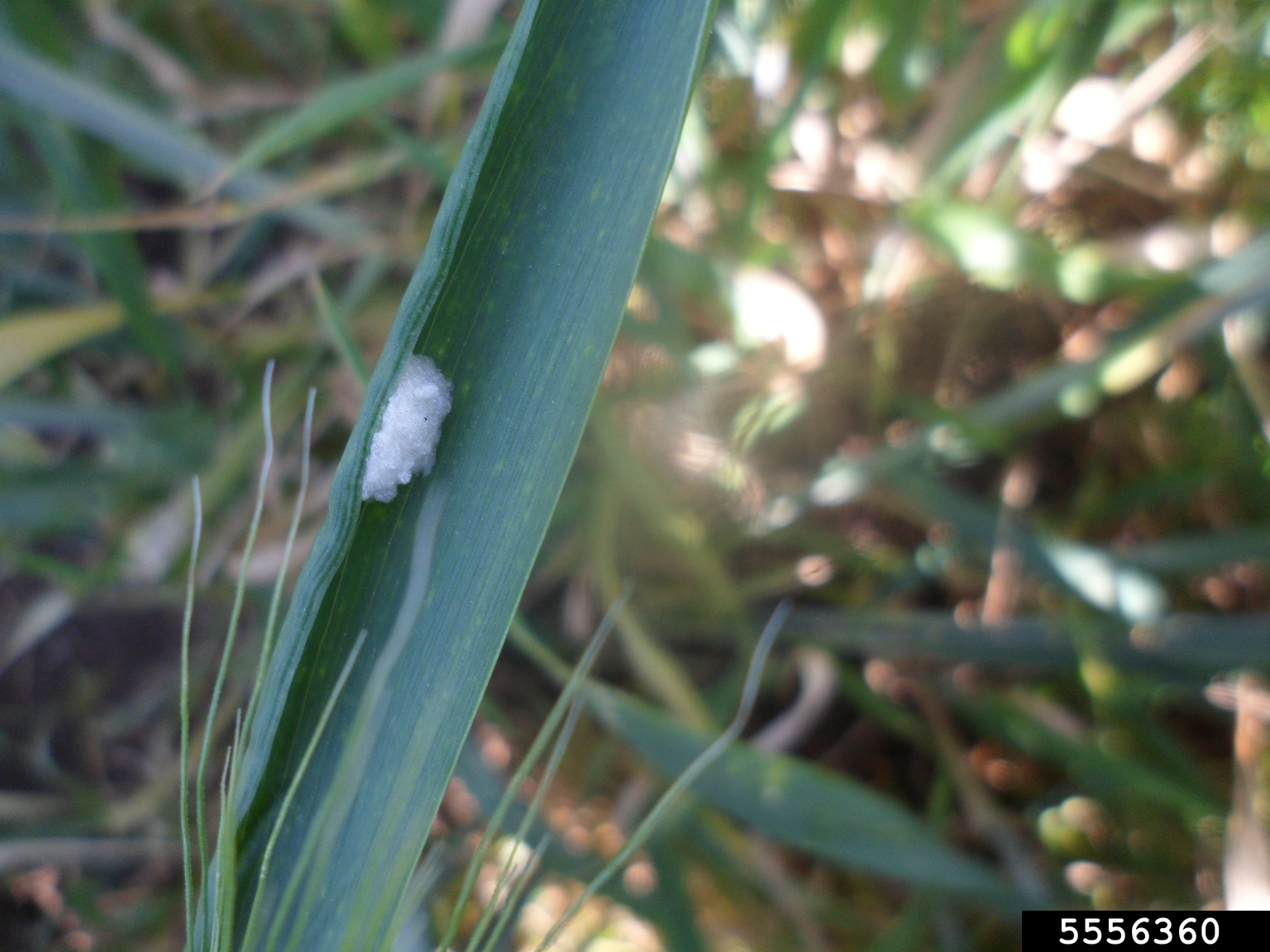 cereal leaf beetle (Oulema melanopus)