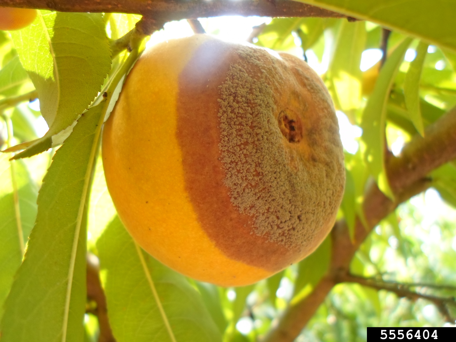 brown rot (Monilinia fructicola)