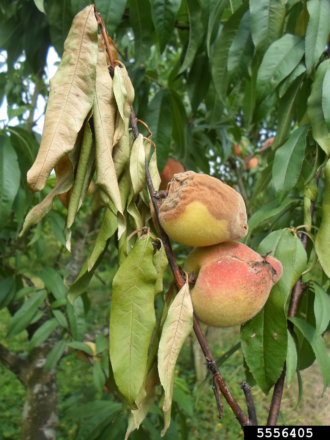 brown rot (Monilinia fructicola (G. Wint.) Honey)