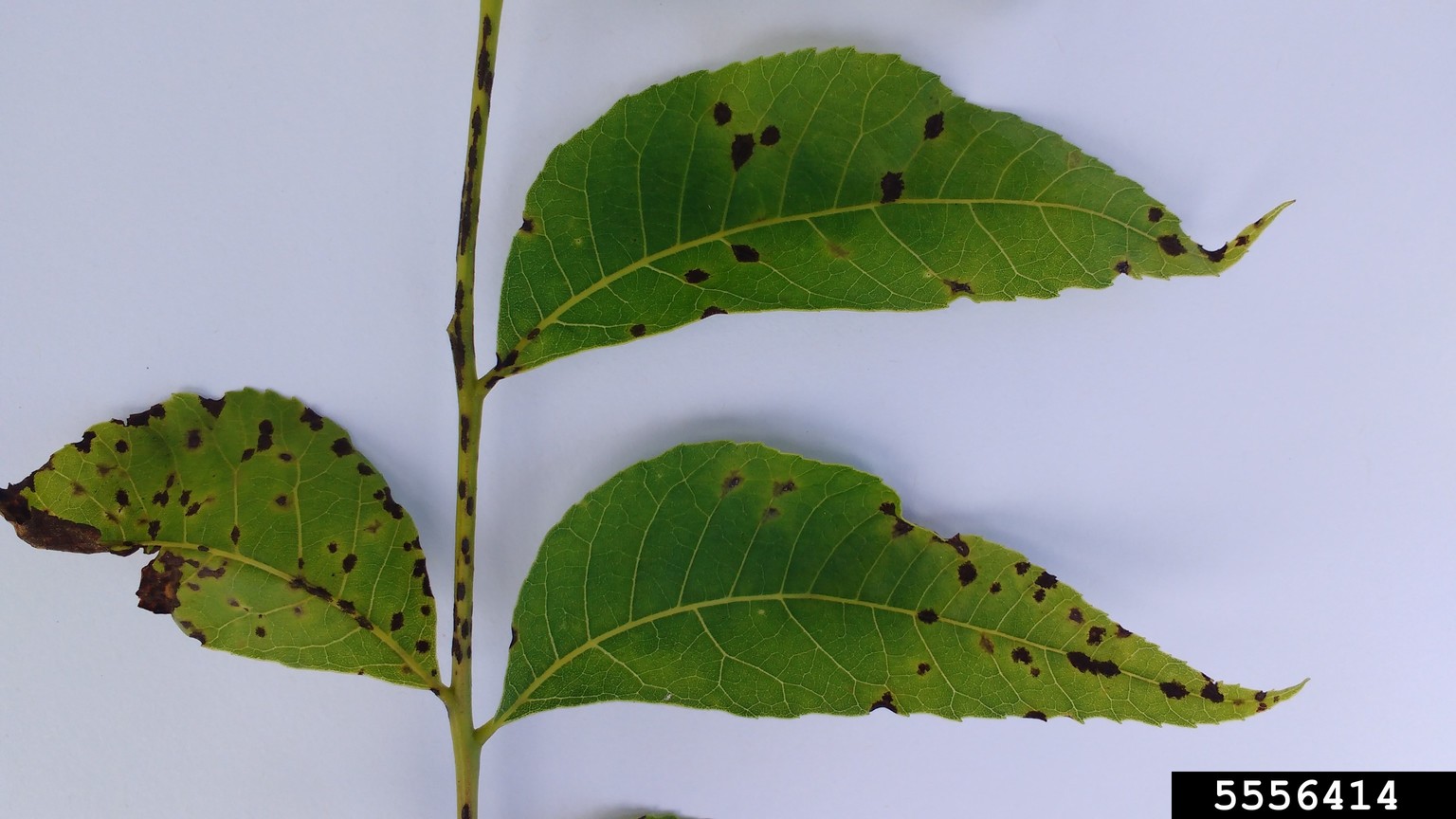 pecan scab (Venturia effusa (G. Winter) Rossman & W.C. Allen 2016)