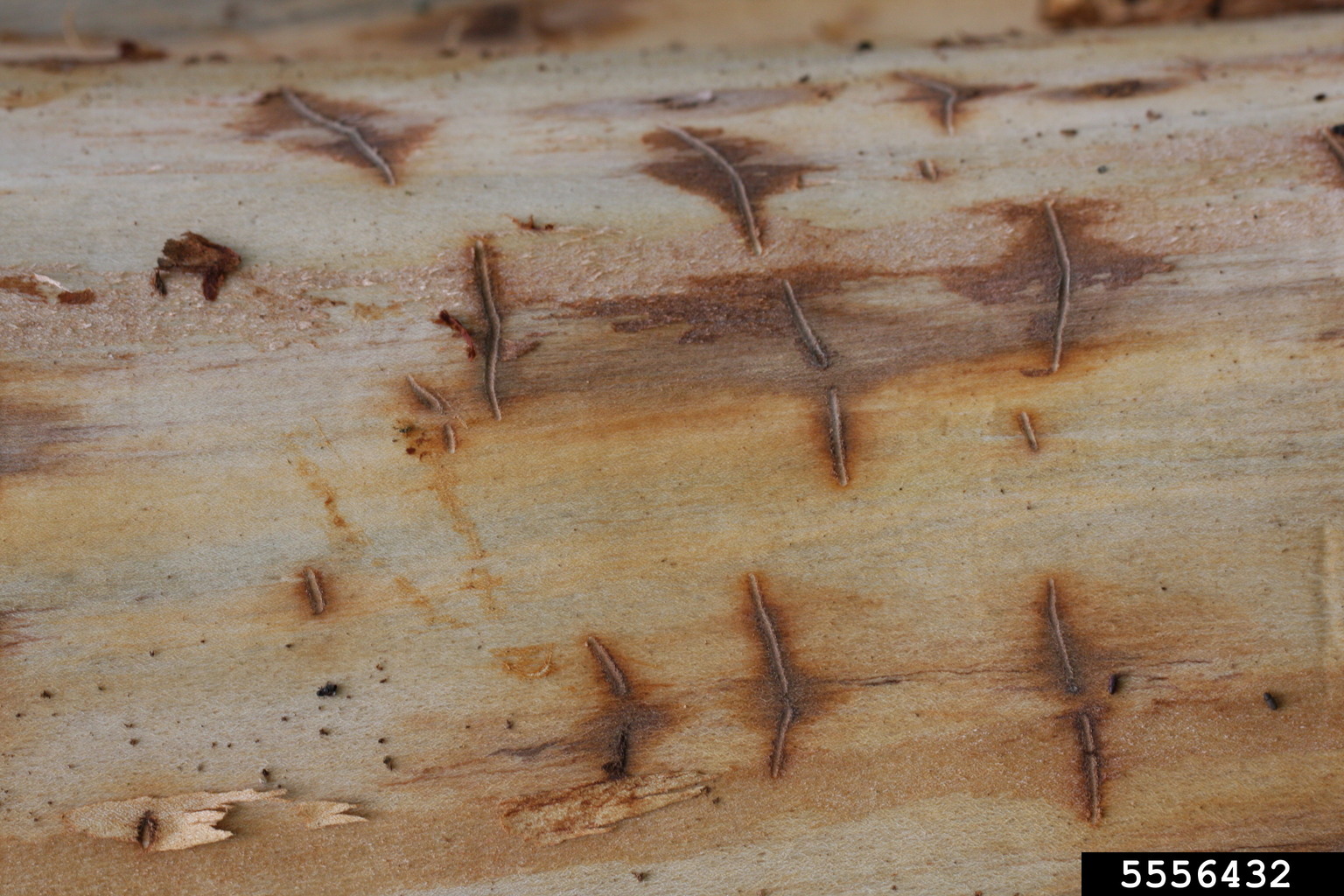 native elm bark beetle (Hylurgopinus rufipes)