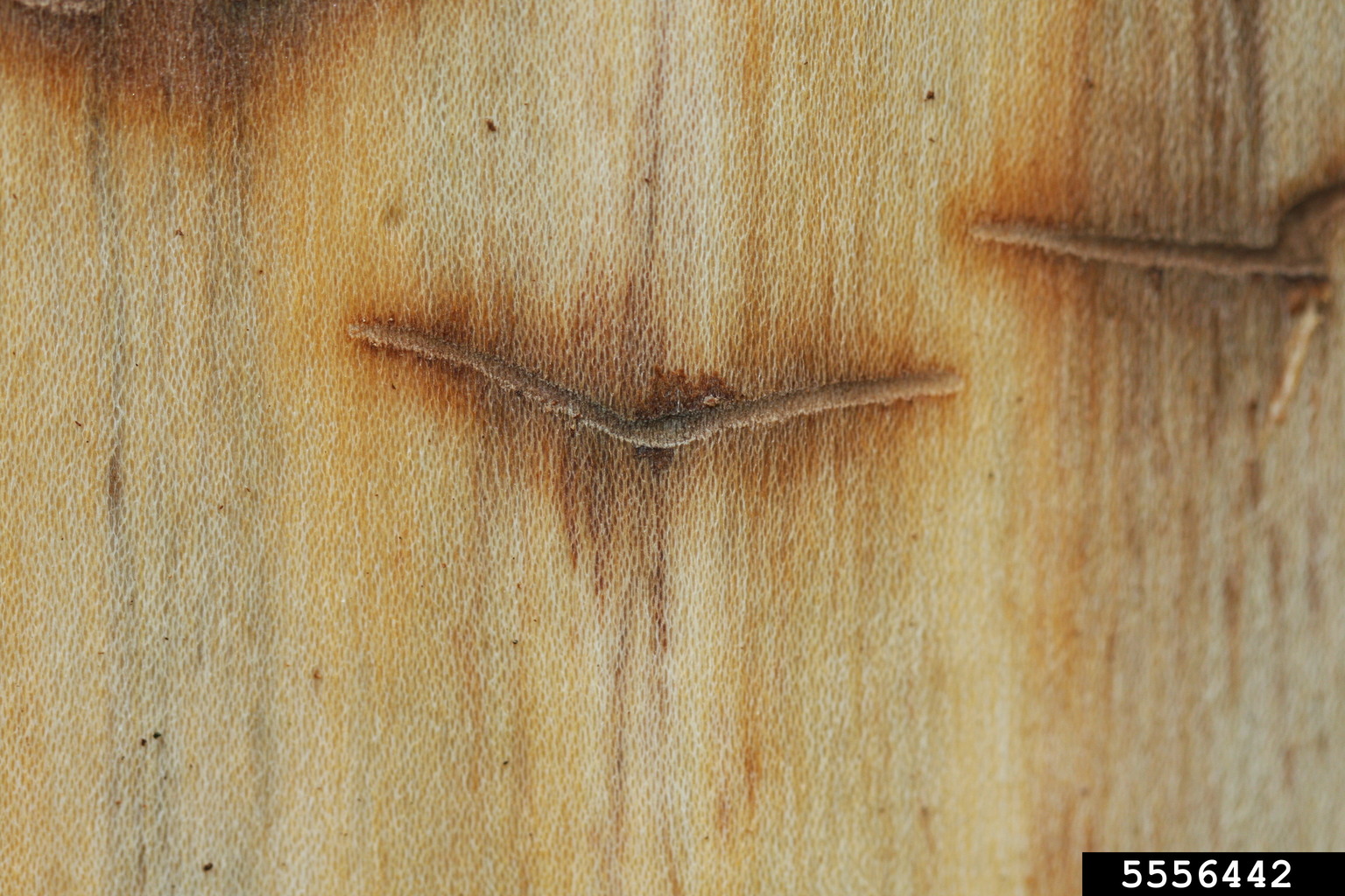 native elm bark beetle (Hylurgopinus rufipes)