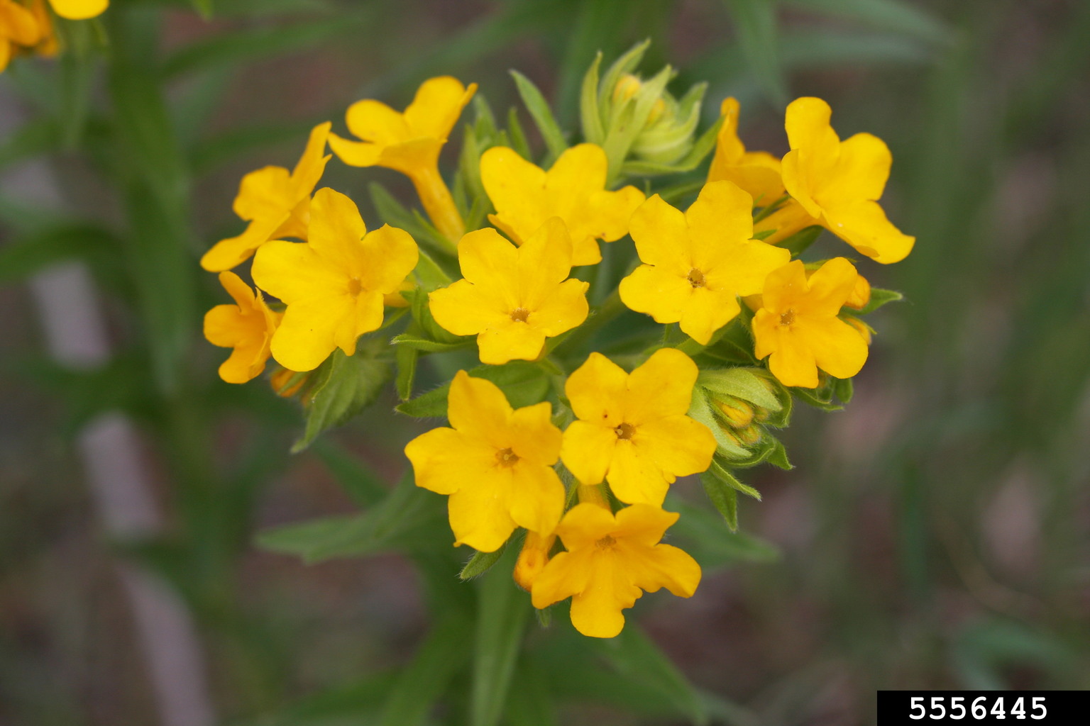 hoary puccoon, Lithospermum canescens (Lamiales: Boraginaceae) - 5556445