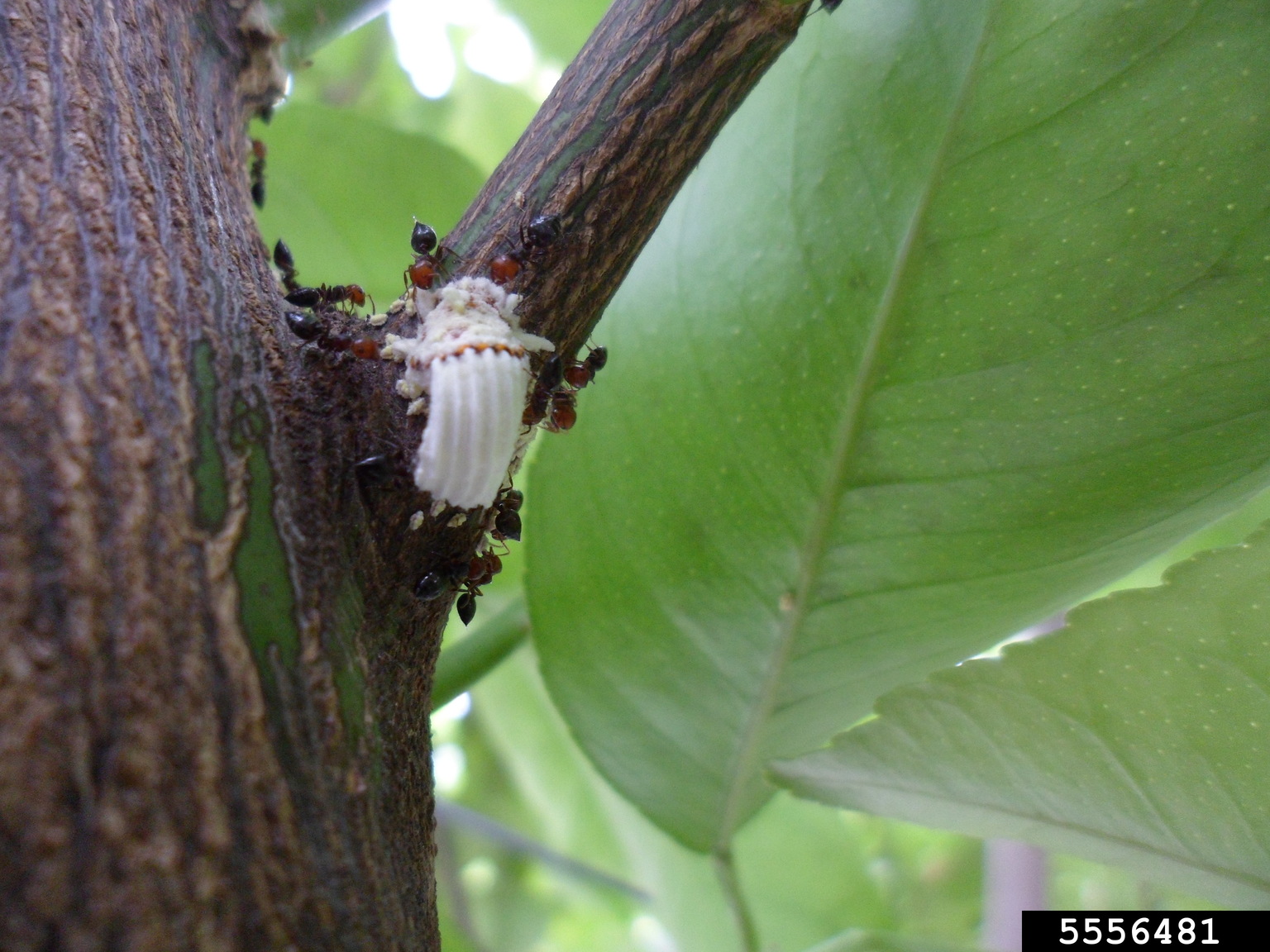 ants (Formicidae) (Family Formicidae)