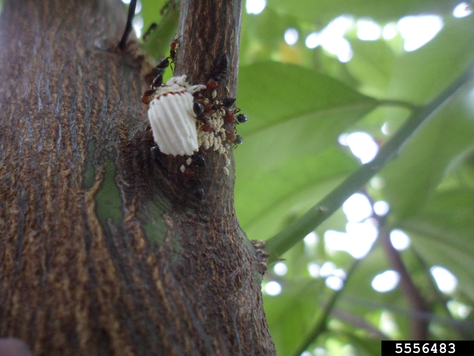 ants (Family Formicidae Latreille, 1802)