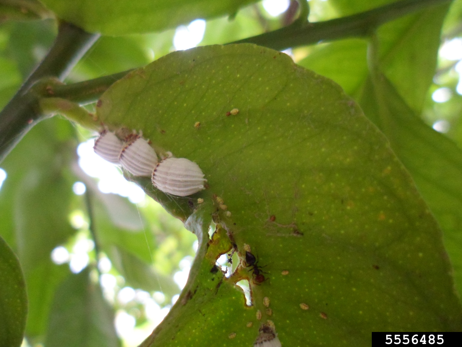 ants (Formicidae) (Family Formicidae)