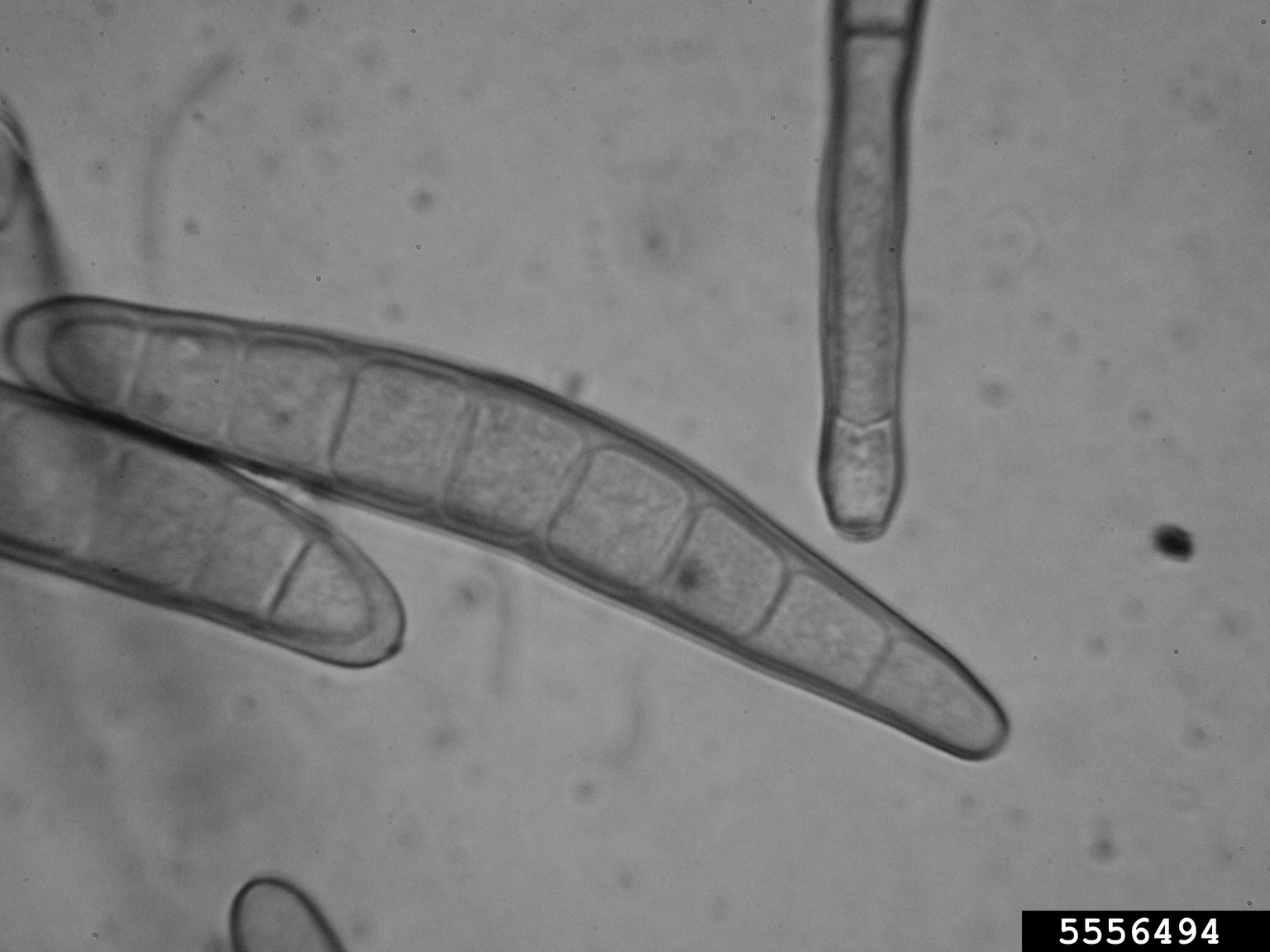 Southern corn leaf blight and stalk rot (Bipolaris maydis (Y. Nisik ...