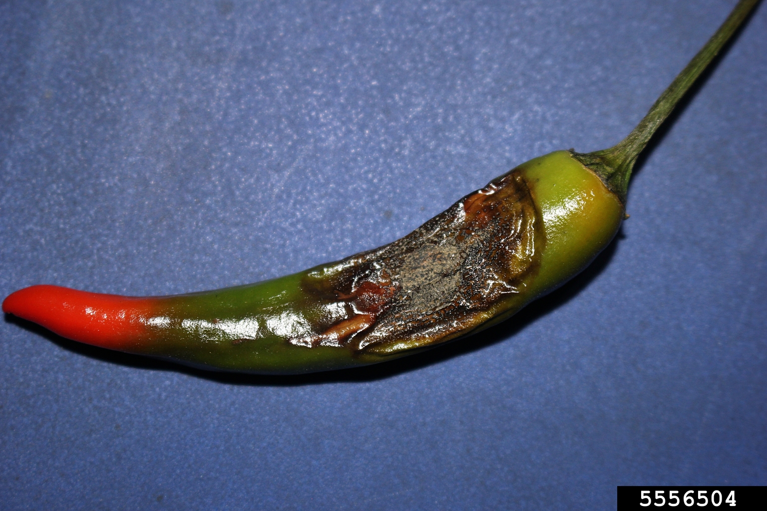 chili anthracnose (Colletotrichum capsici (Syd.) E.J. Butler & Bisby)