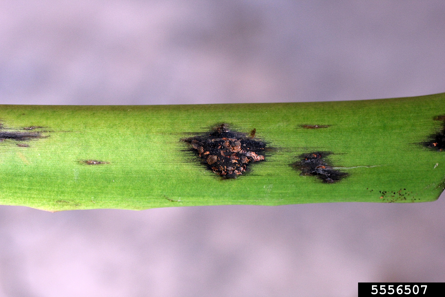 leaf blight of taro (Phytophthora colocasiae)