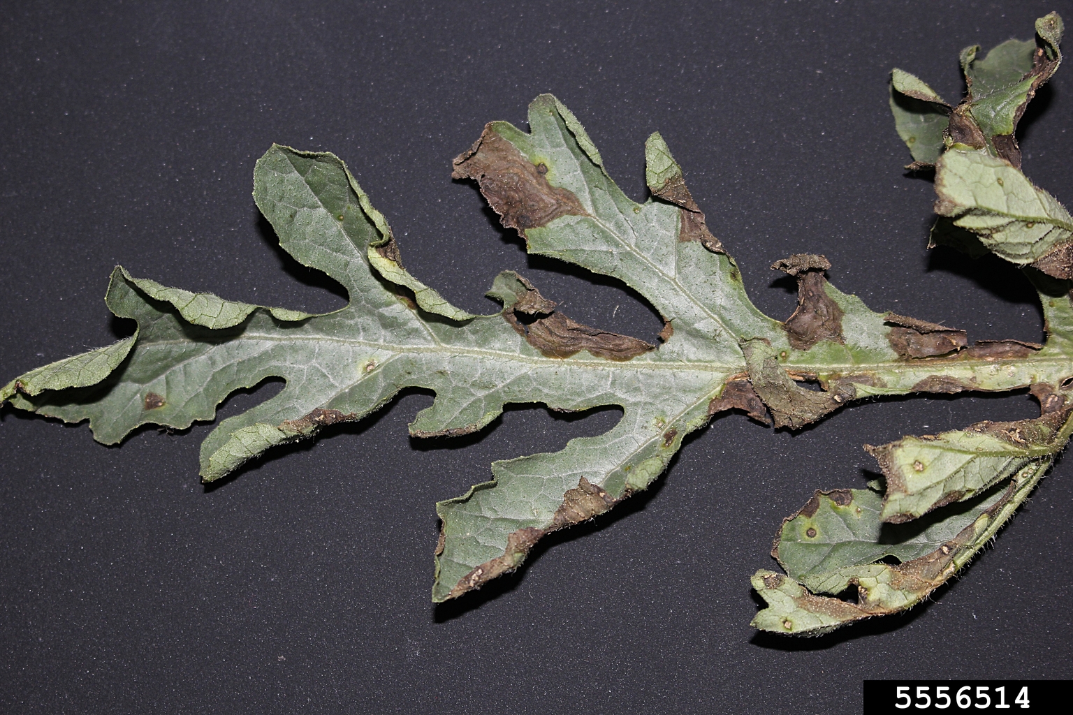 gummy stem blight (vine decline) (Stagonosporopsis cucurbitacearum)