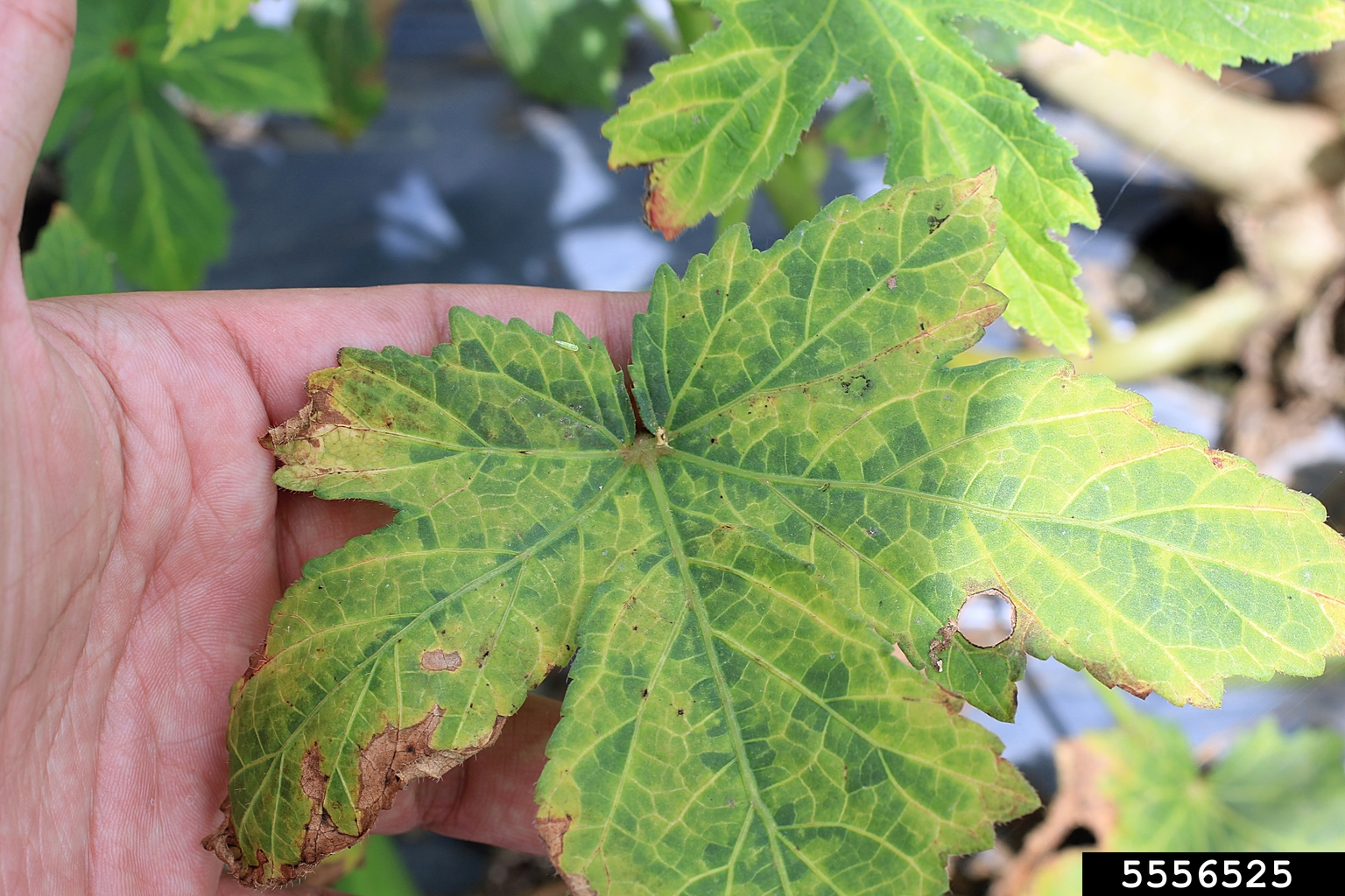Cicadellidae bug (Edwardsiana flavescens (Fabricius, 1794))