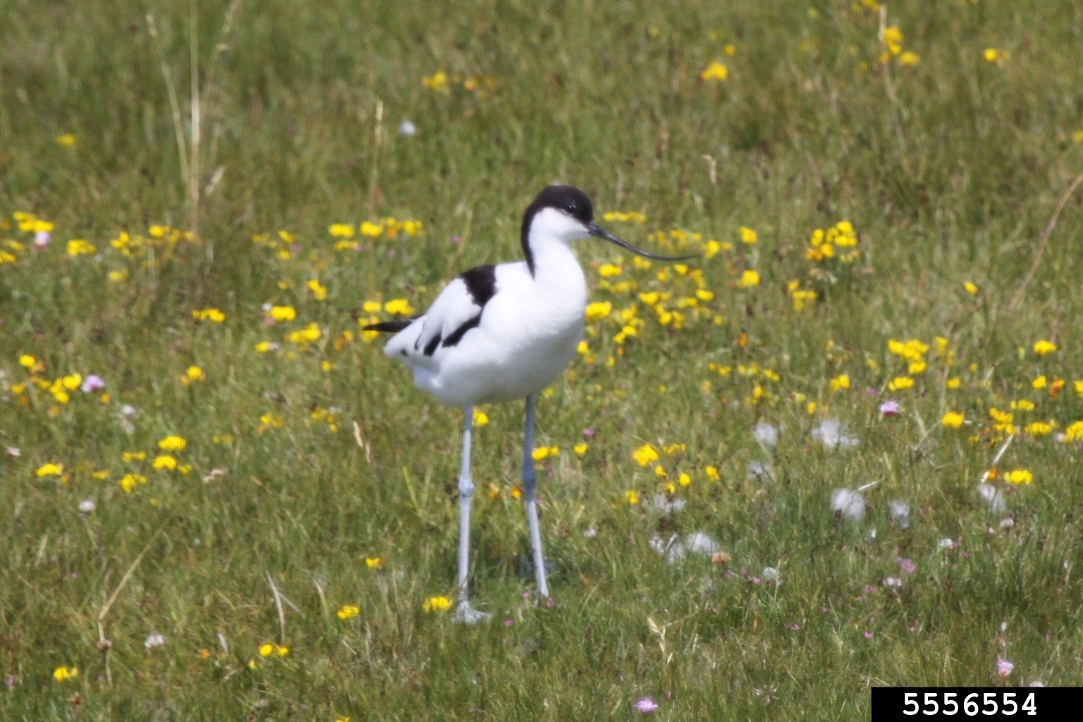 pied avocet (Recurvirostra avosetta Linnaeus, 1758)
