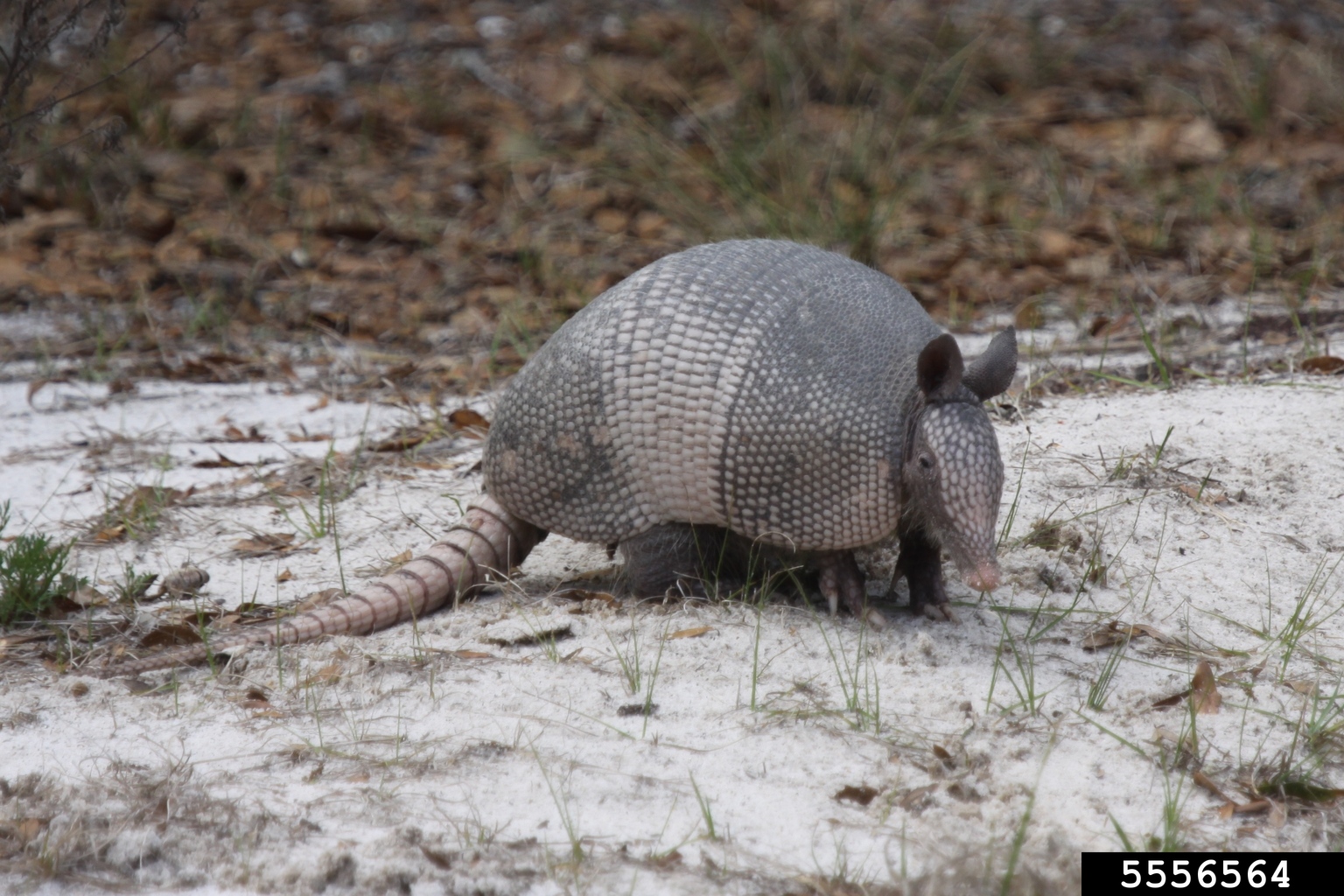 nine-banded armadillo (Dasypus novemcinctus Linnaeus, 1758)
