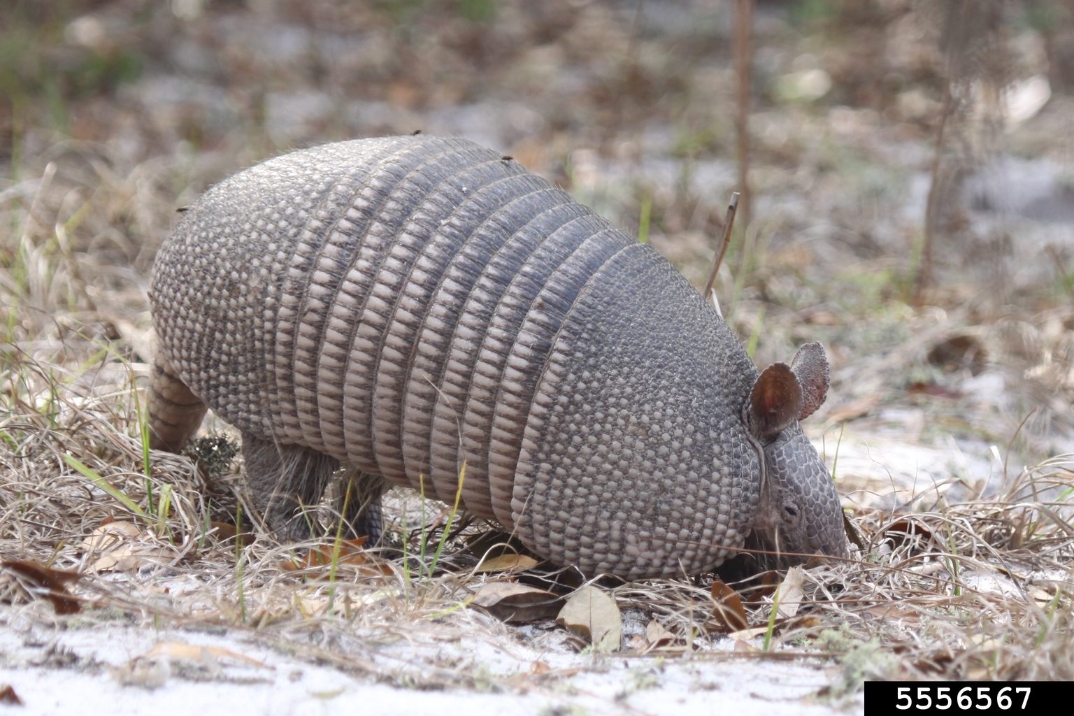 nine-banded armadillo (Dasypus novemcinctus Linnaeus, 1758)