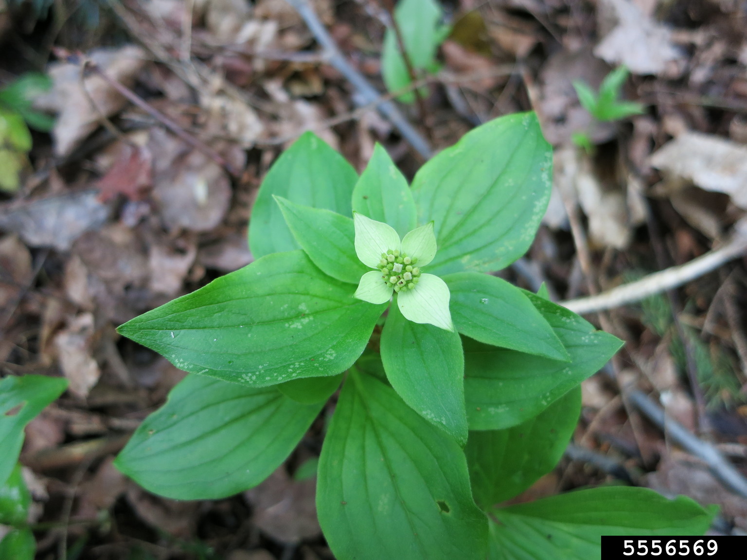 bunchberry (Cornus canadensis L.)