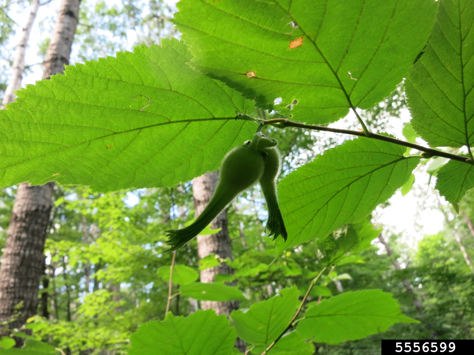 beaked hazelnut (Corylus cornuta Marsh.)