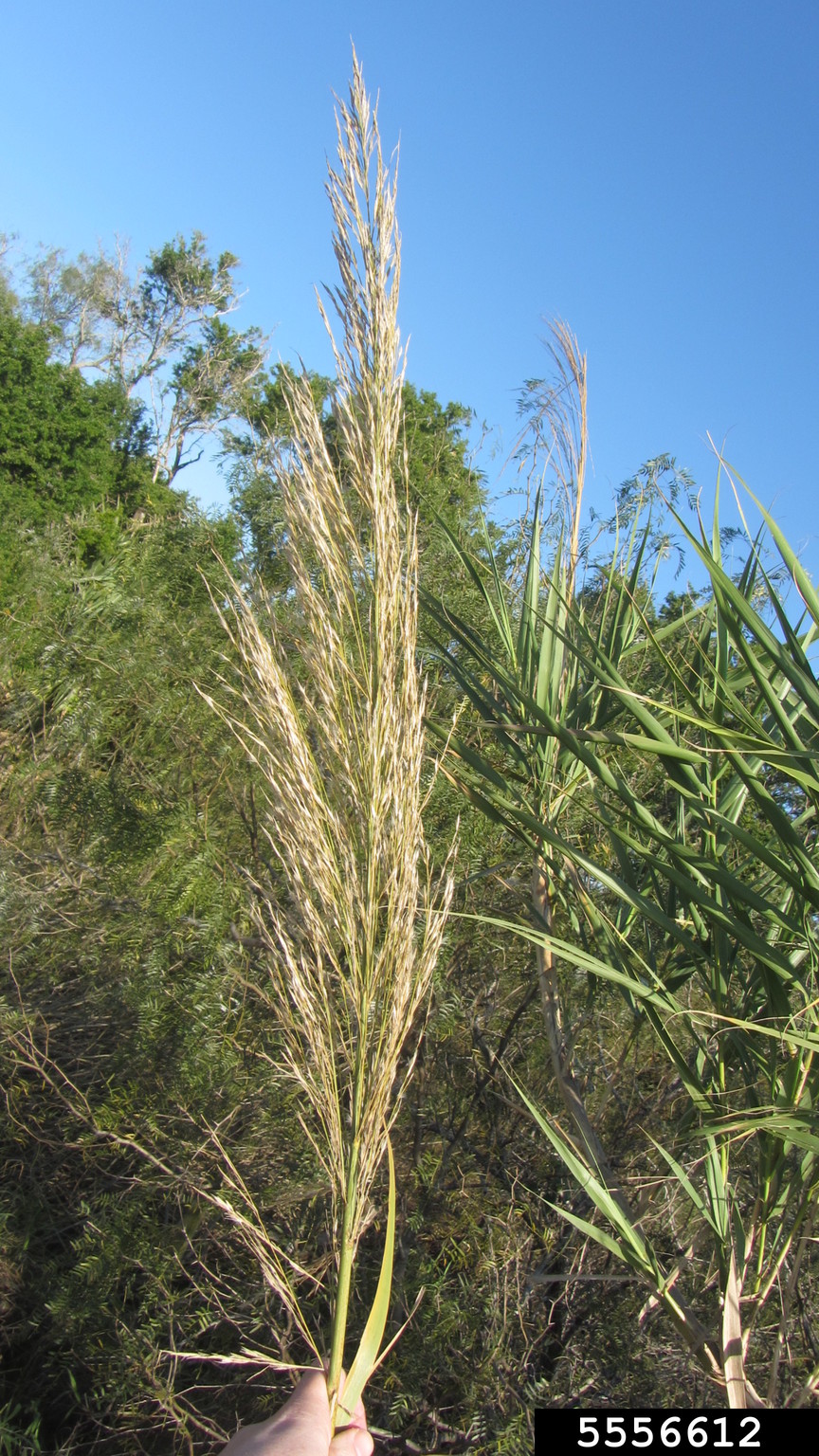 giant reed (Arundo donax L.)