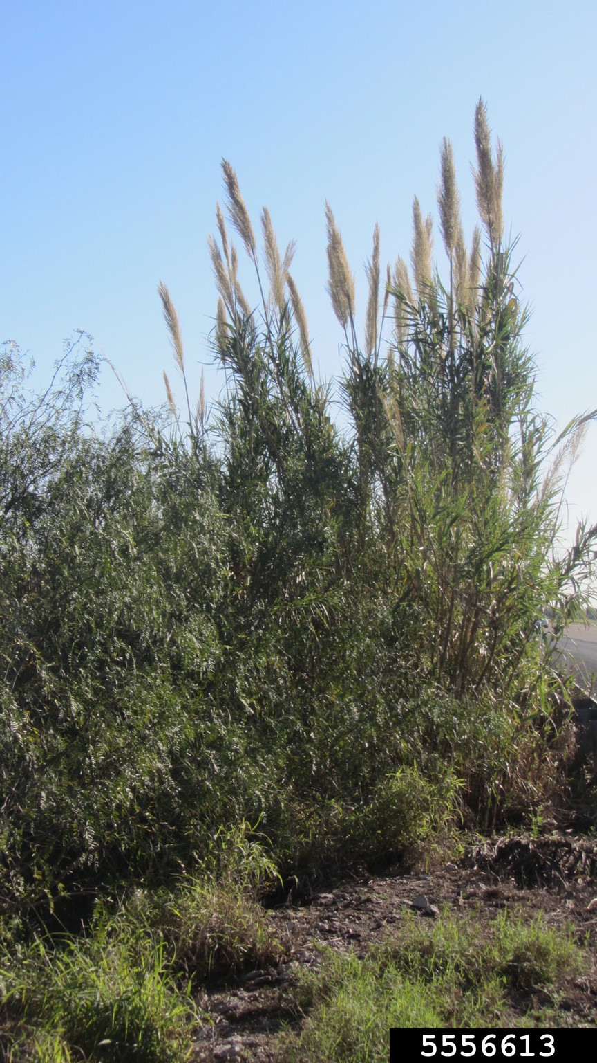 giant reed (Arundo donax L.)