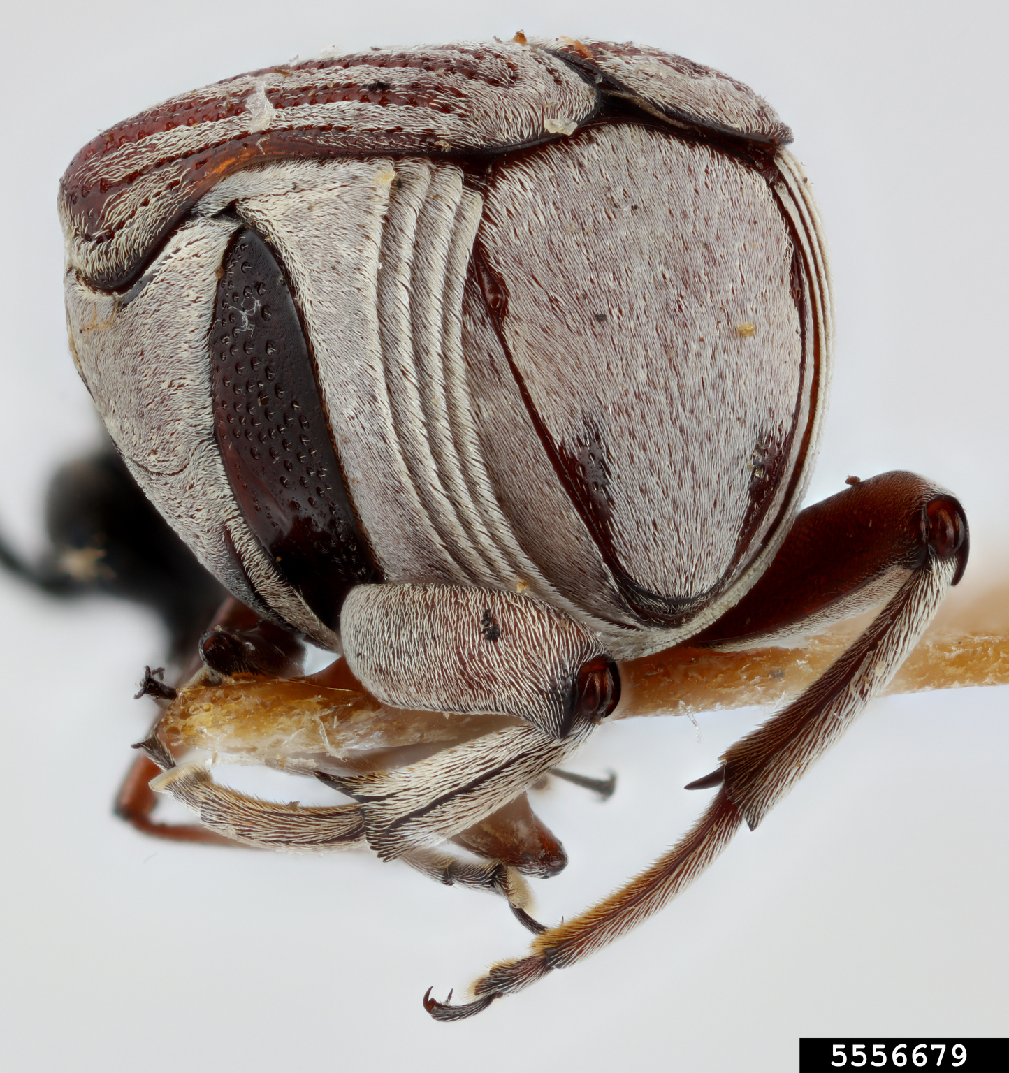 large-horned bruchid (Megacerus alternatus Bridwell)