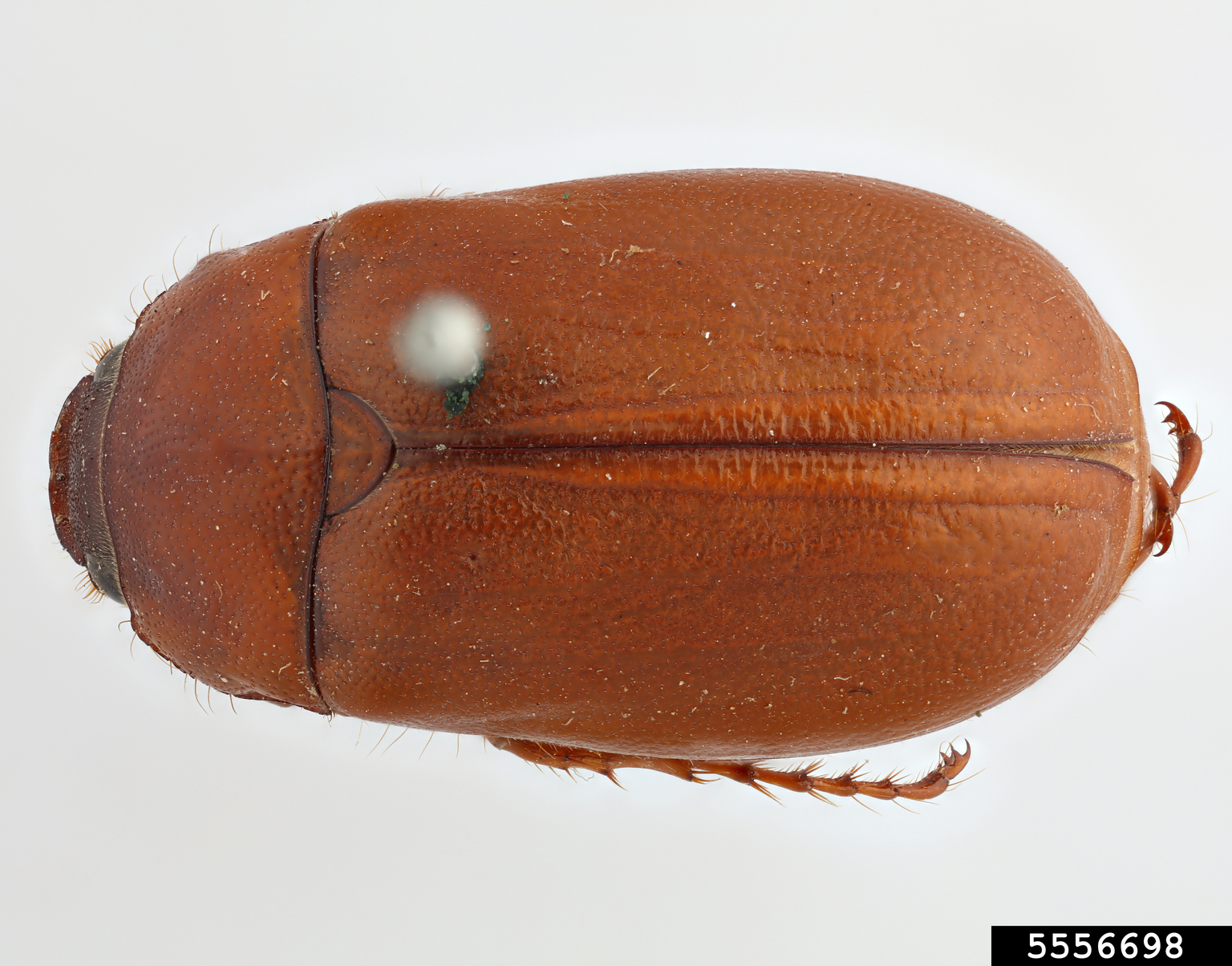 May beetle (Phyllophaga congrua (LeConte))