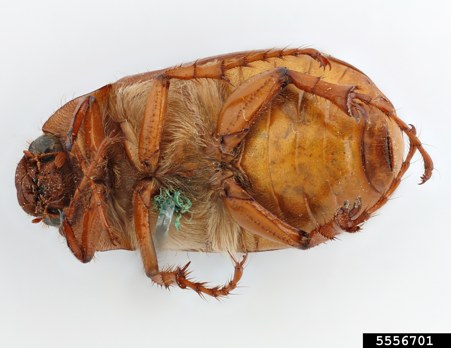 May beetle (Phyllophaga congrua (LeConte))