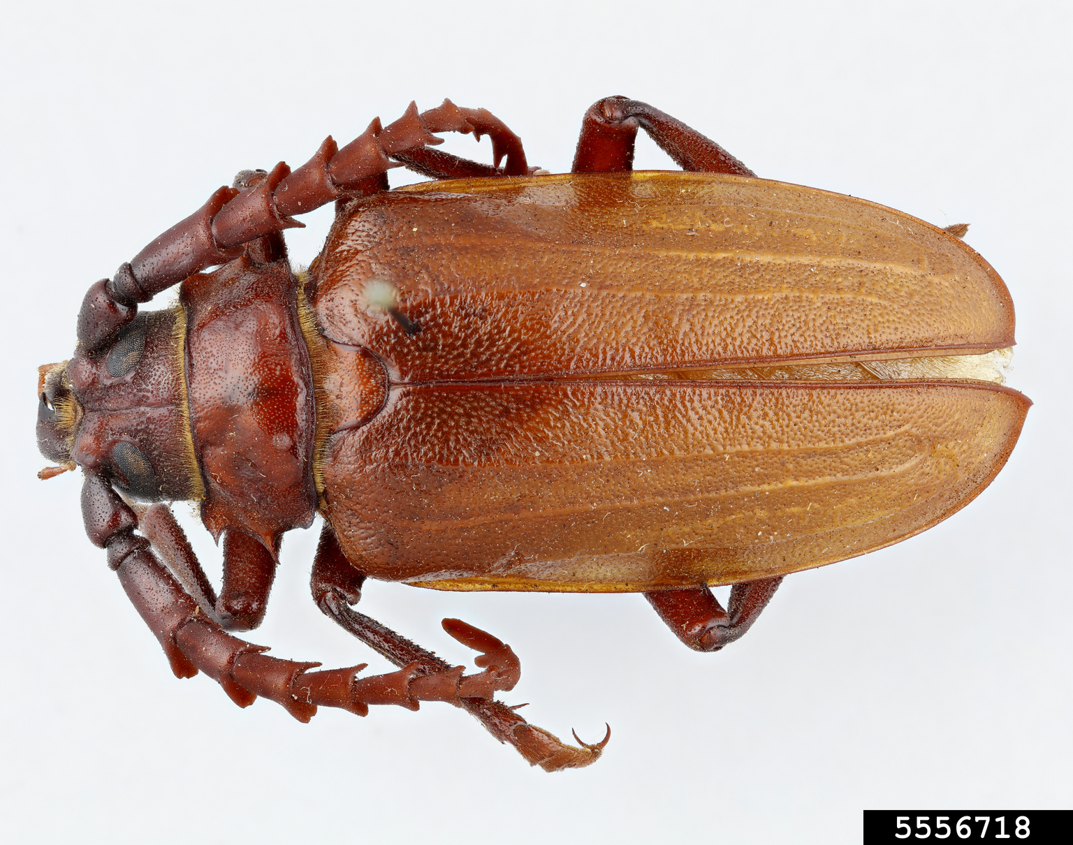 California prionus (Prionus californicus Motschulsky, 1845)
