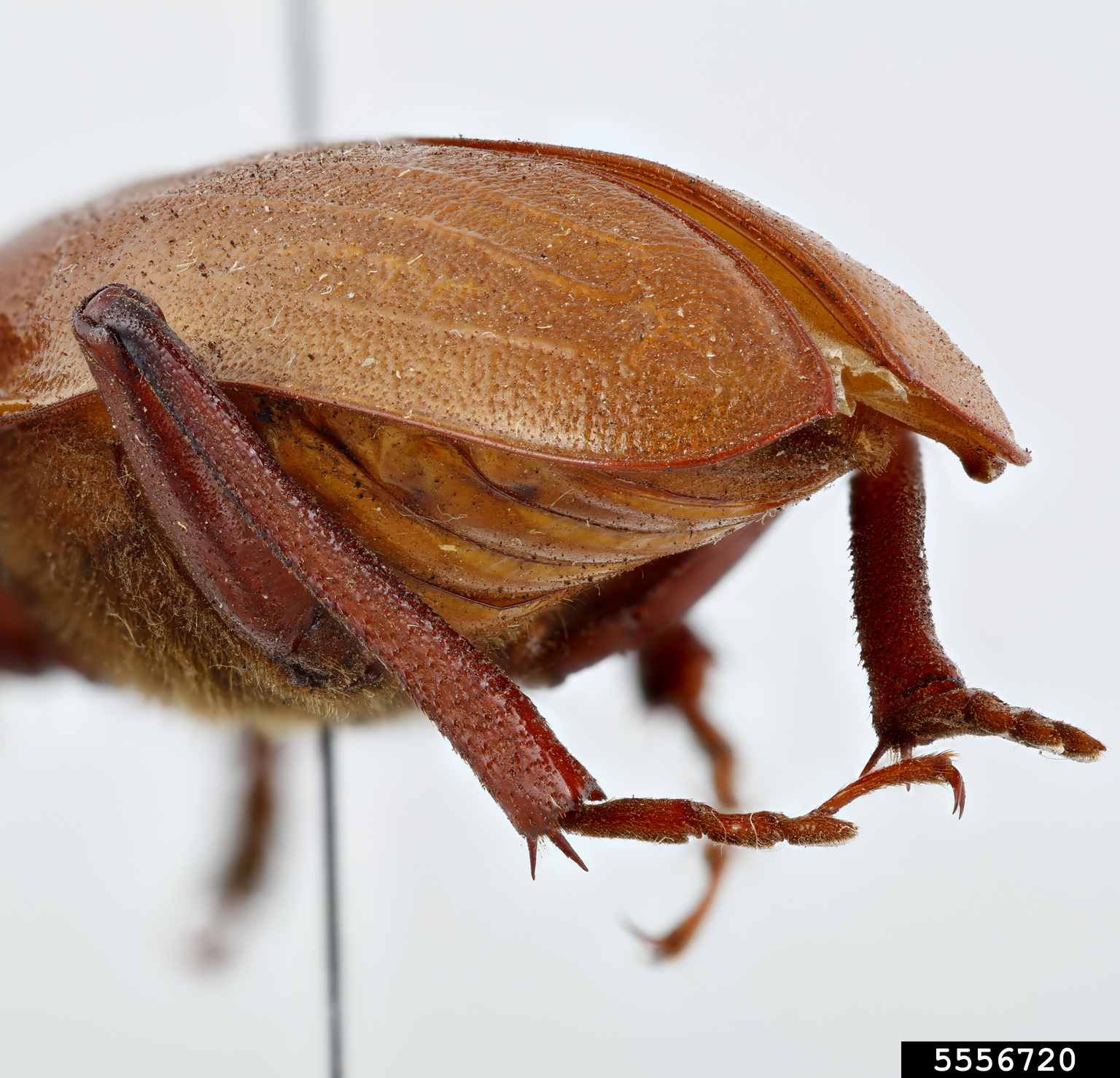 California prionus (Prionus californicus Motschulsky, 1845)