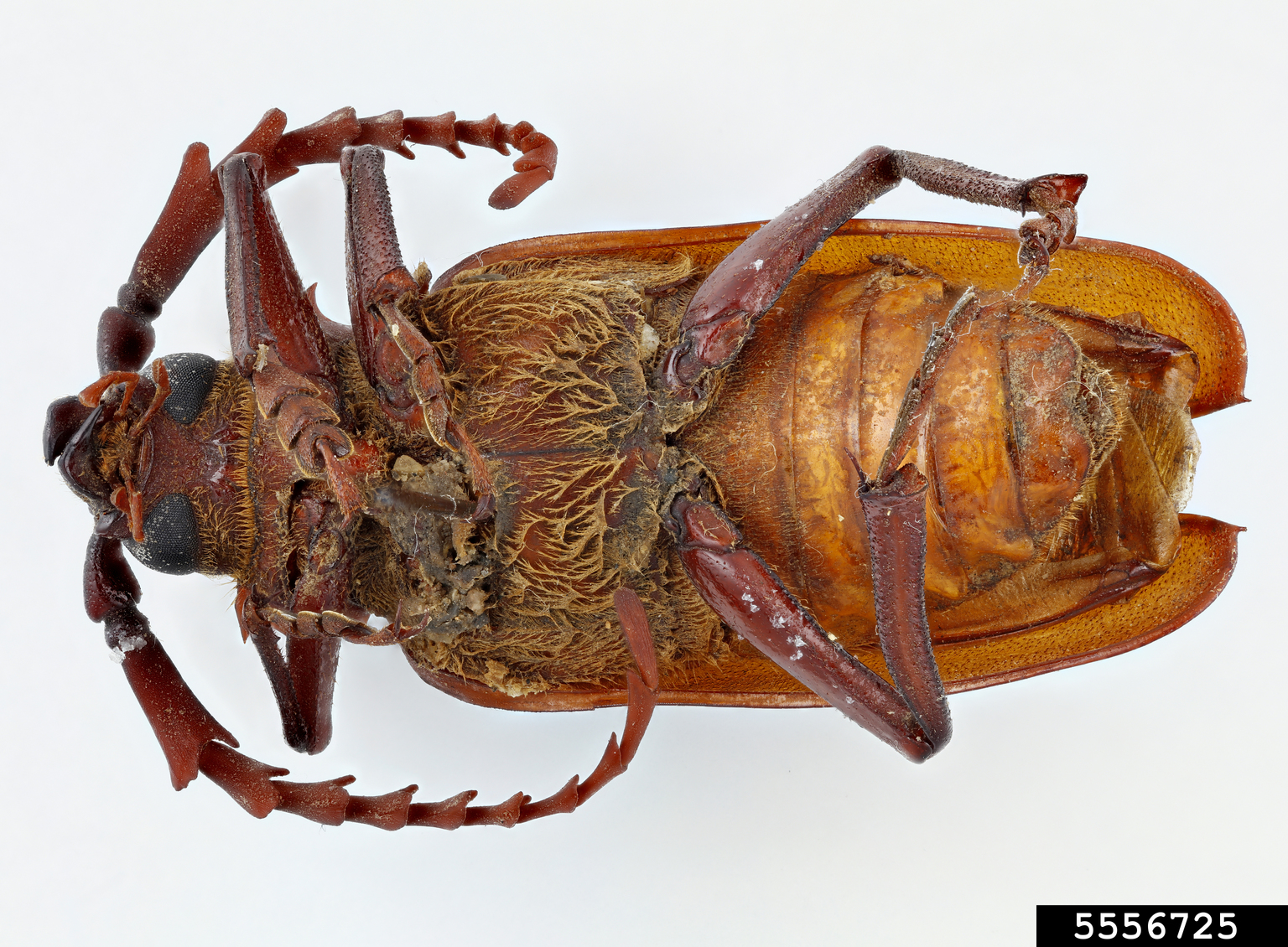 California prionus (Prionus californicus Motschulsky, 1845)