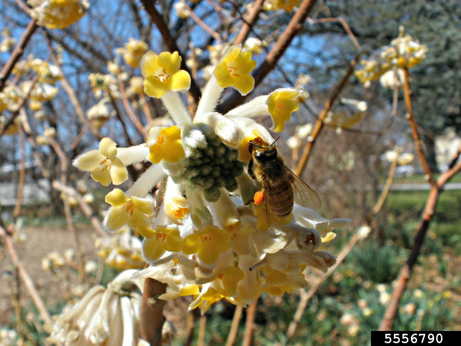 honey bee (Apis mellifera Linnaeus)