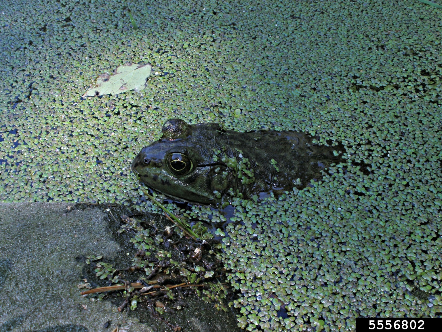 American bullfrog, Lithobates catesbeianus (Anura: Ranidae) - 5556802
