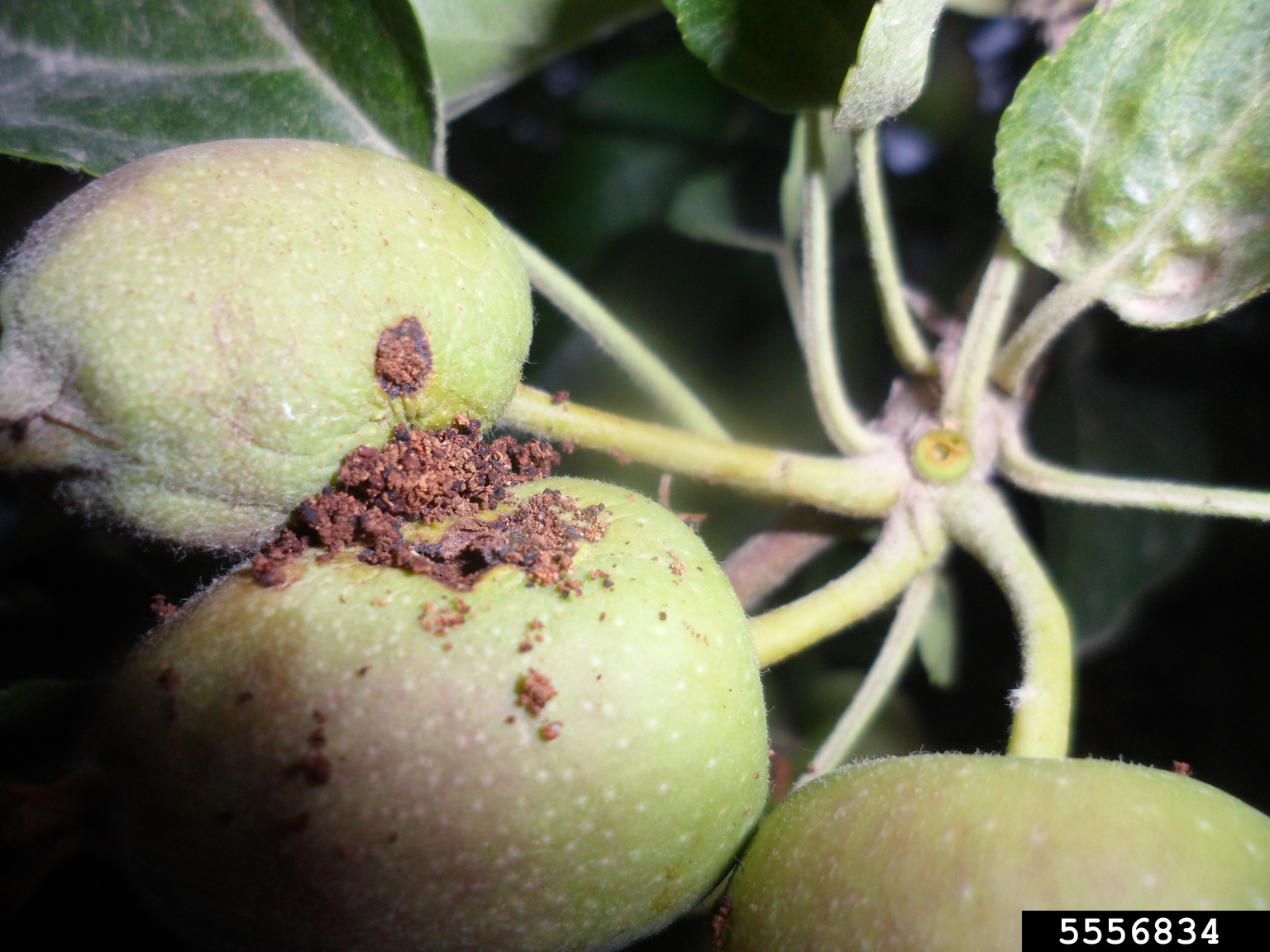 codling moth (Cydia pomonella (Linnaeus))