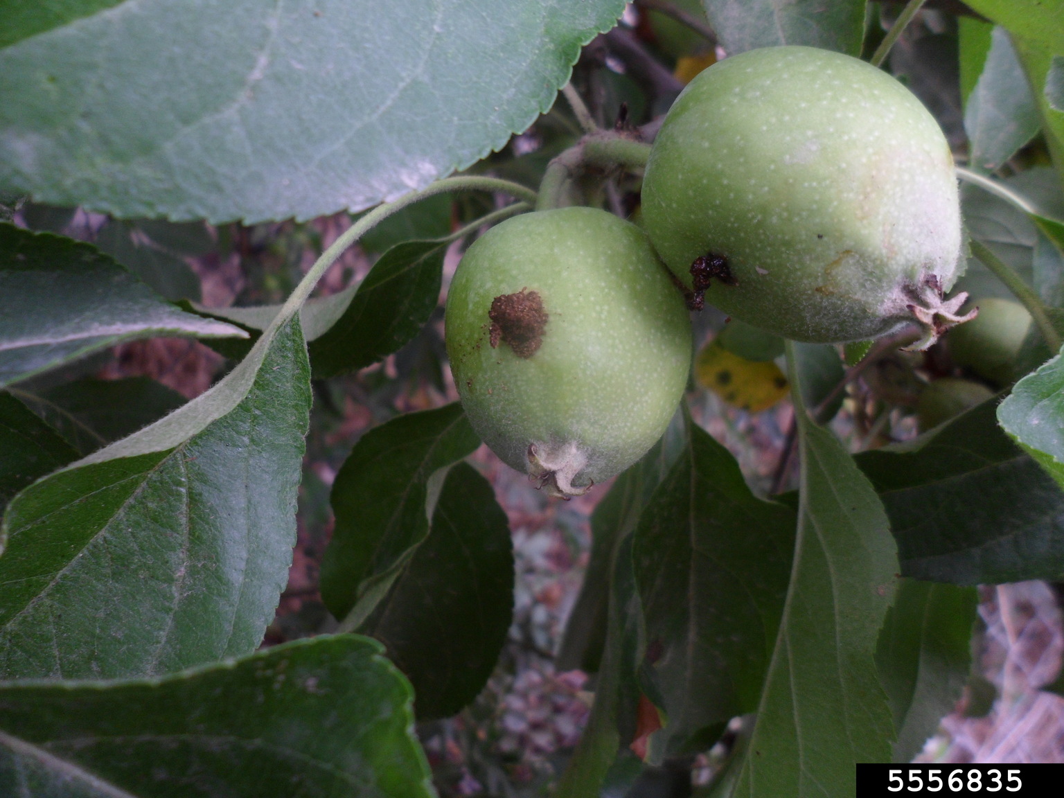 codling moth (Cydia pomonella)