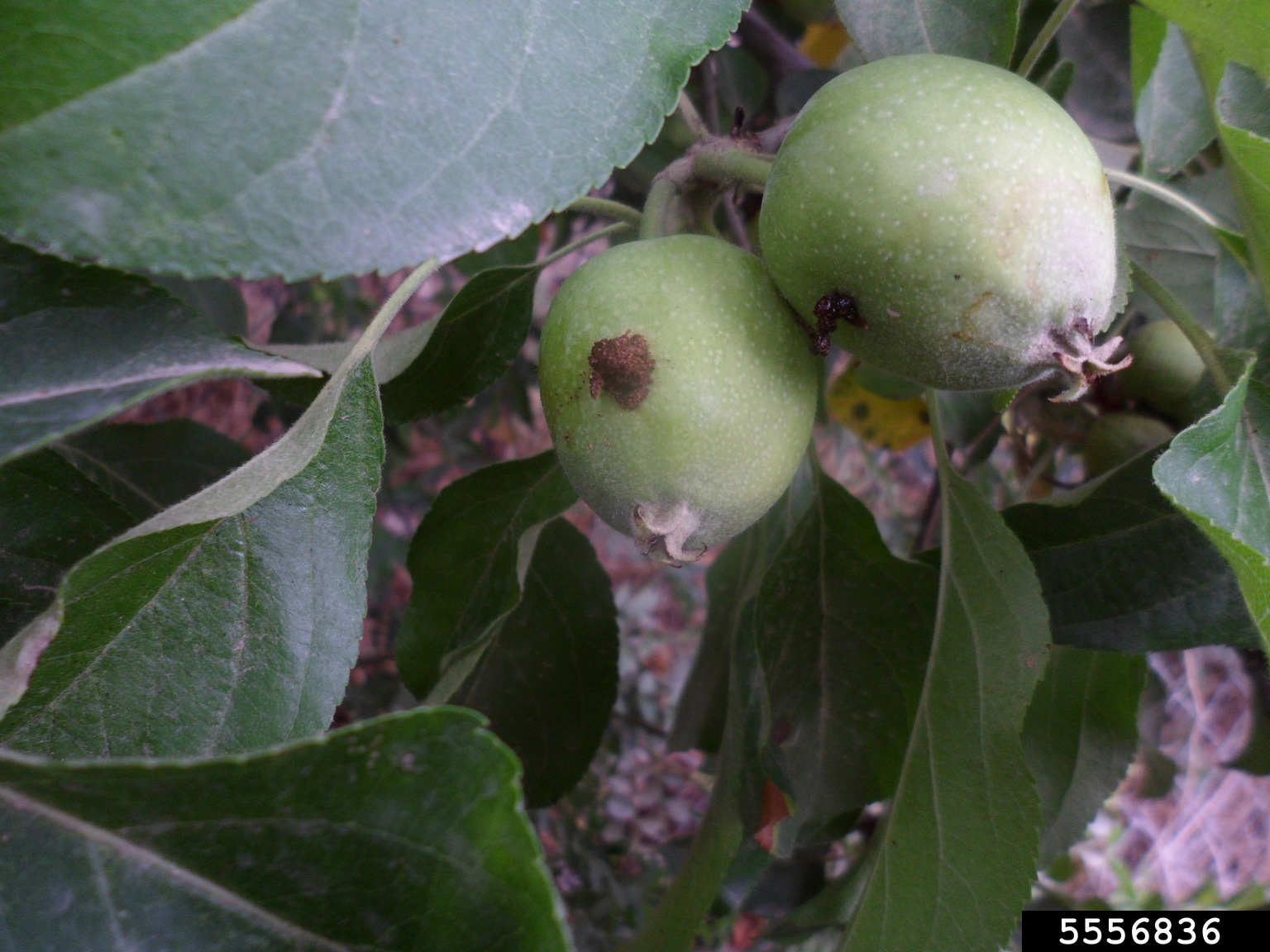 codling moth (Cydia pomonella (Linnaeus))