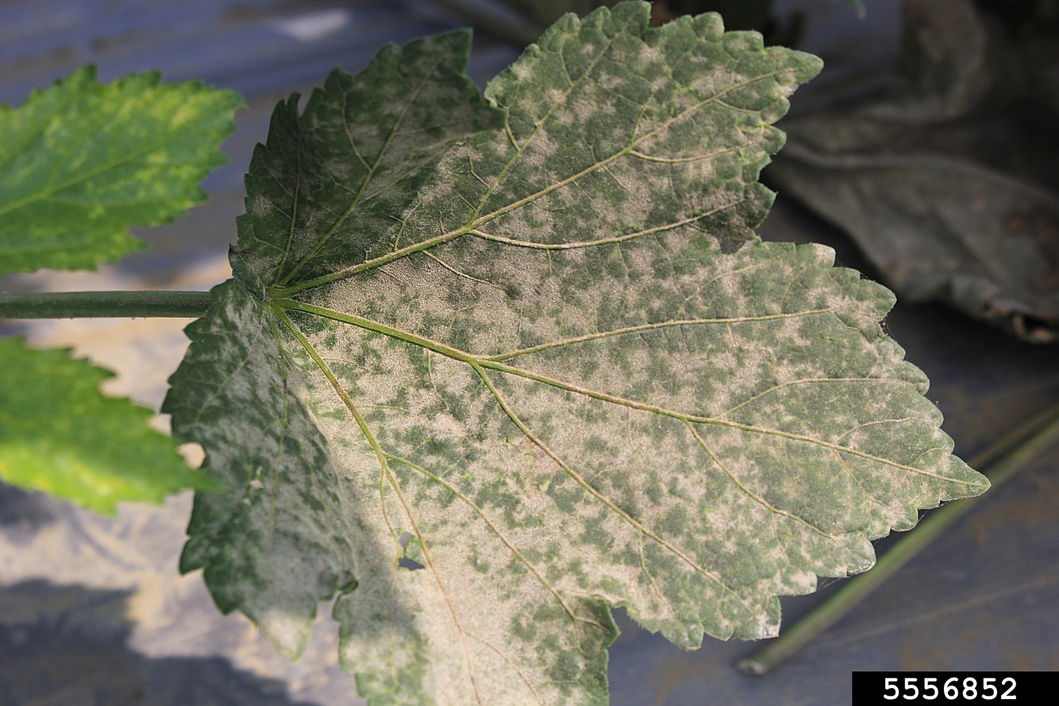 powdery mildew, Blumeria graminis (Erysiphales: Erysiphaceae) - 5556852