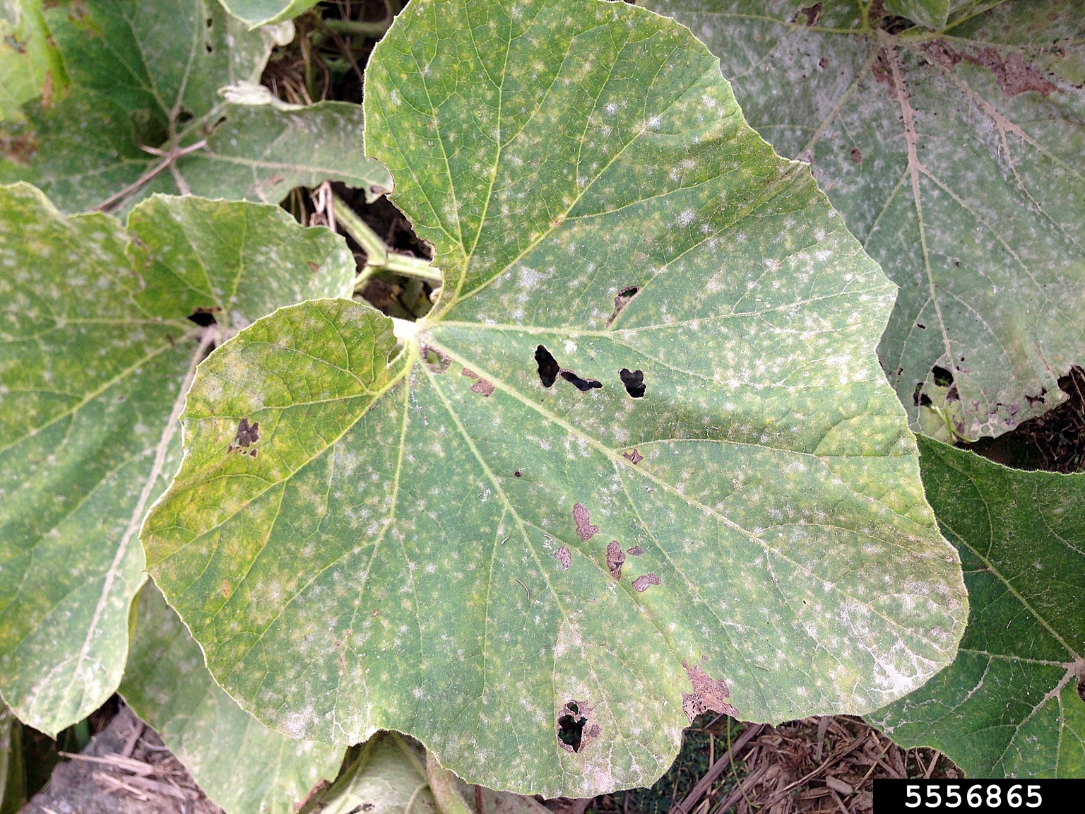 powdery mildew, Blumeria graminis (Erysiphales: Erysiphaceae) - 5556865