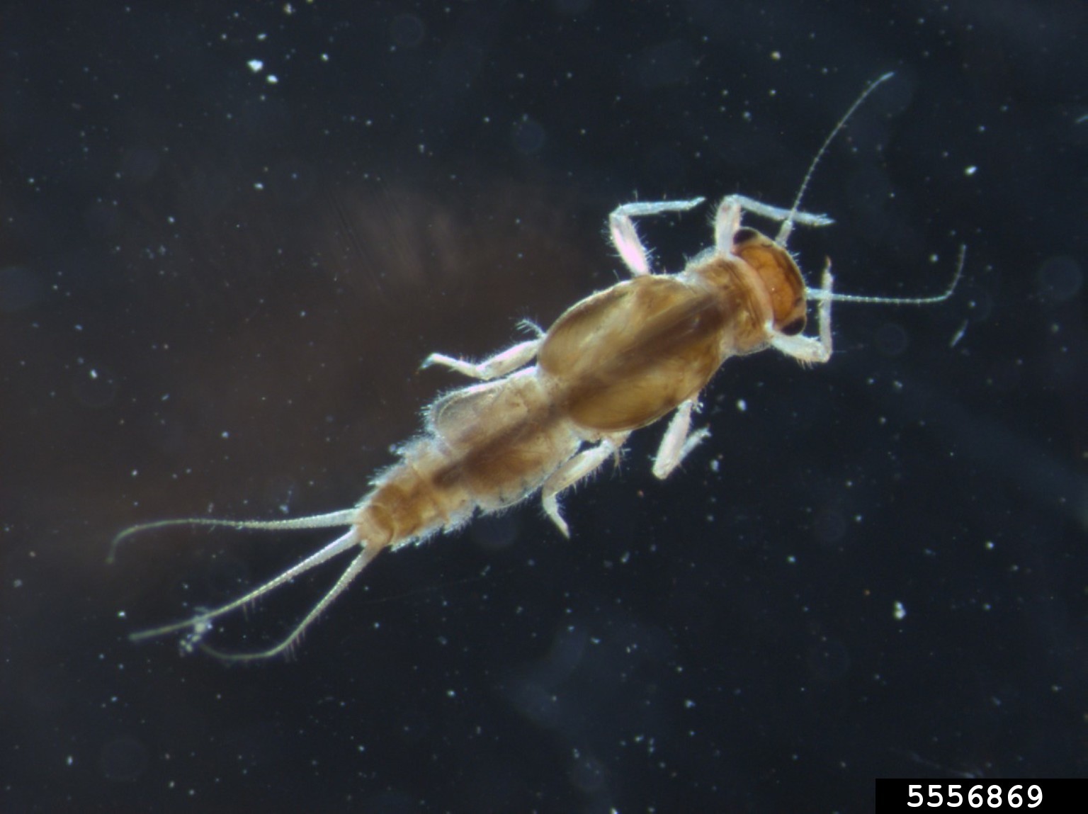 mayfly (Caenis macafferti Provonsha, 1990)