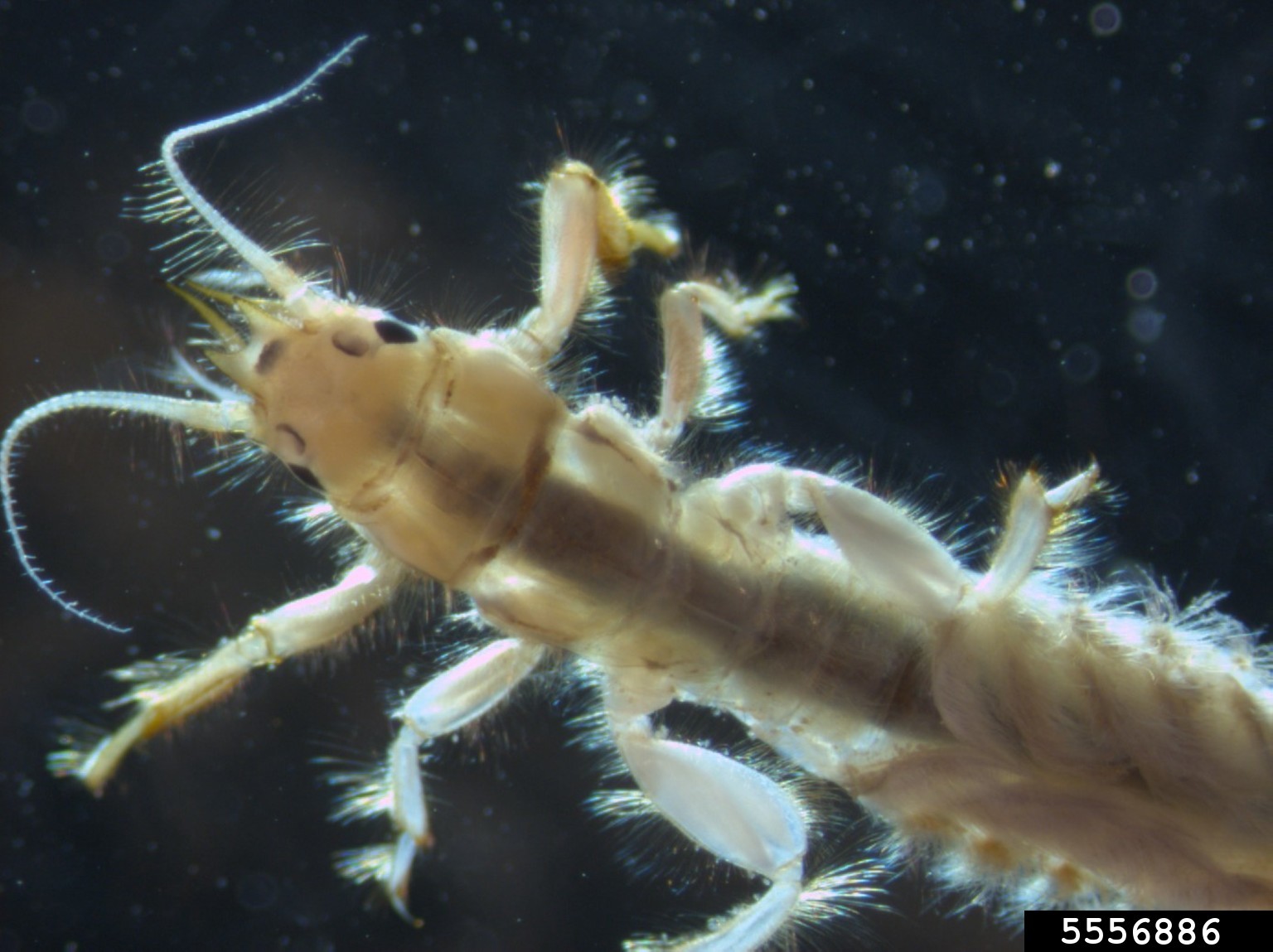 ephemera mayfly (Ephemera guttulata)