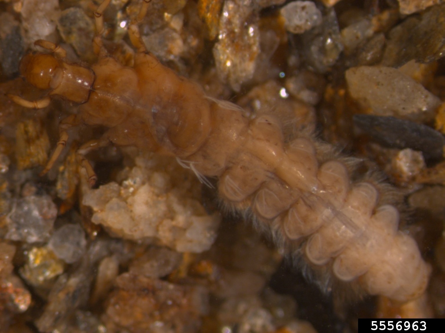 caddisflies (Genus Calamoceratidae Ulmer, 1905)