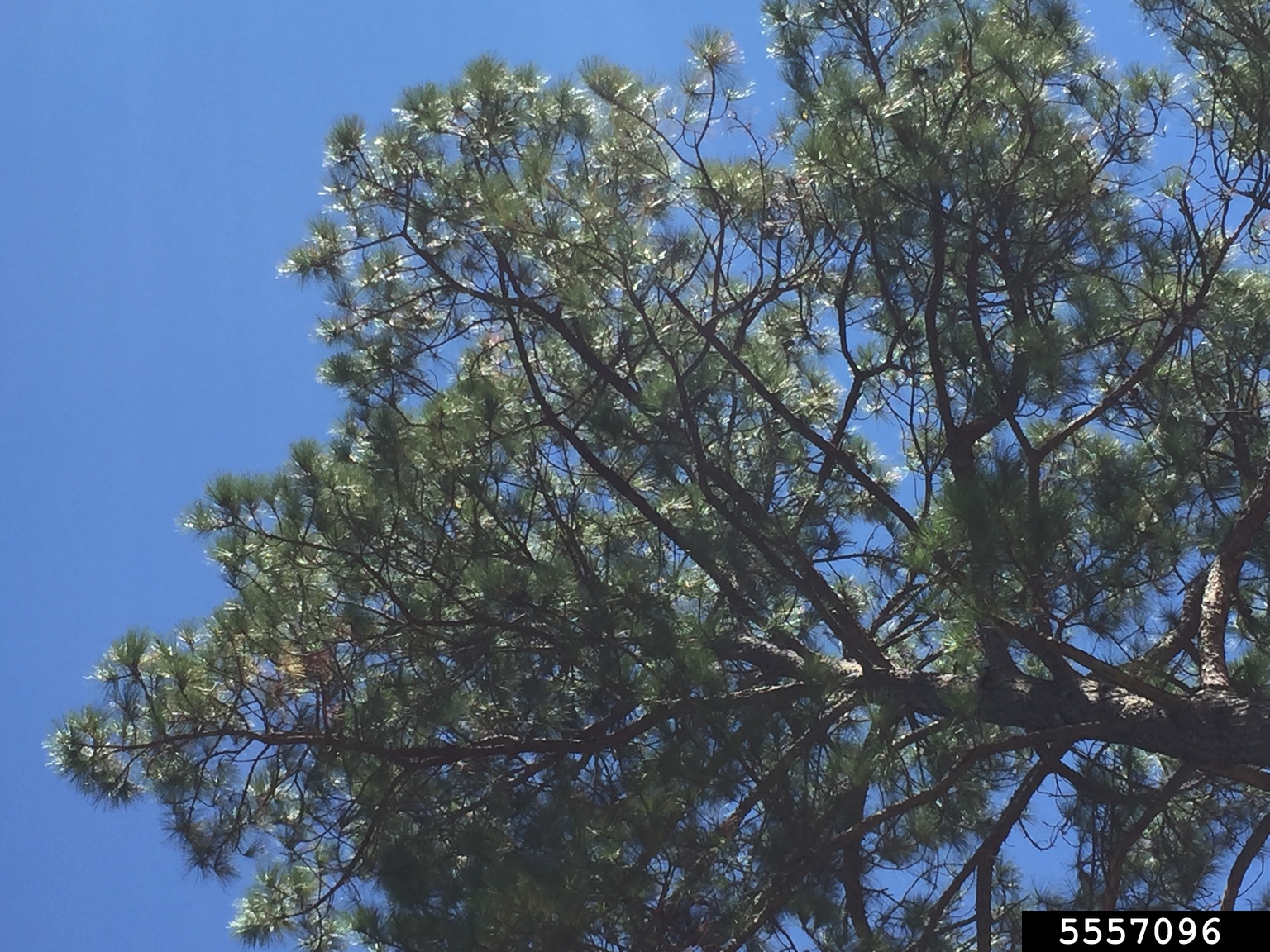 pine (Genus Pinus L.)