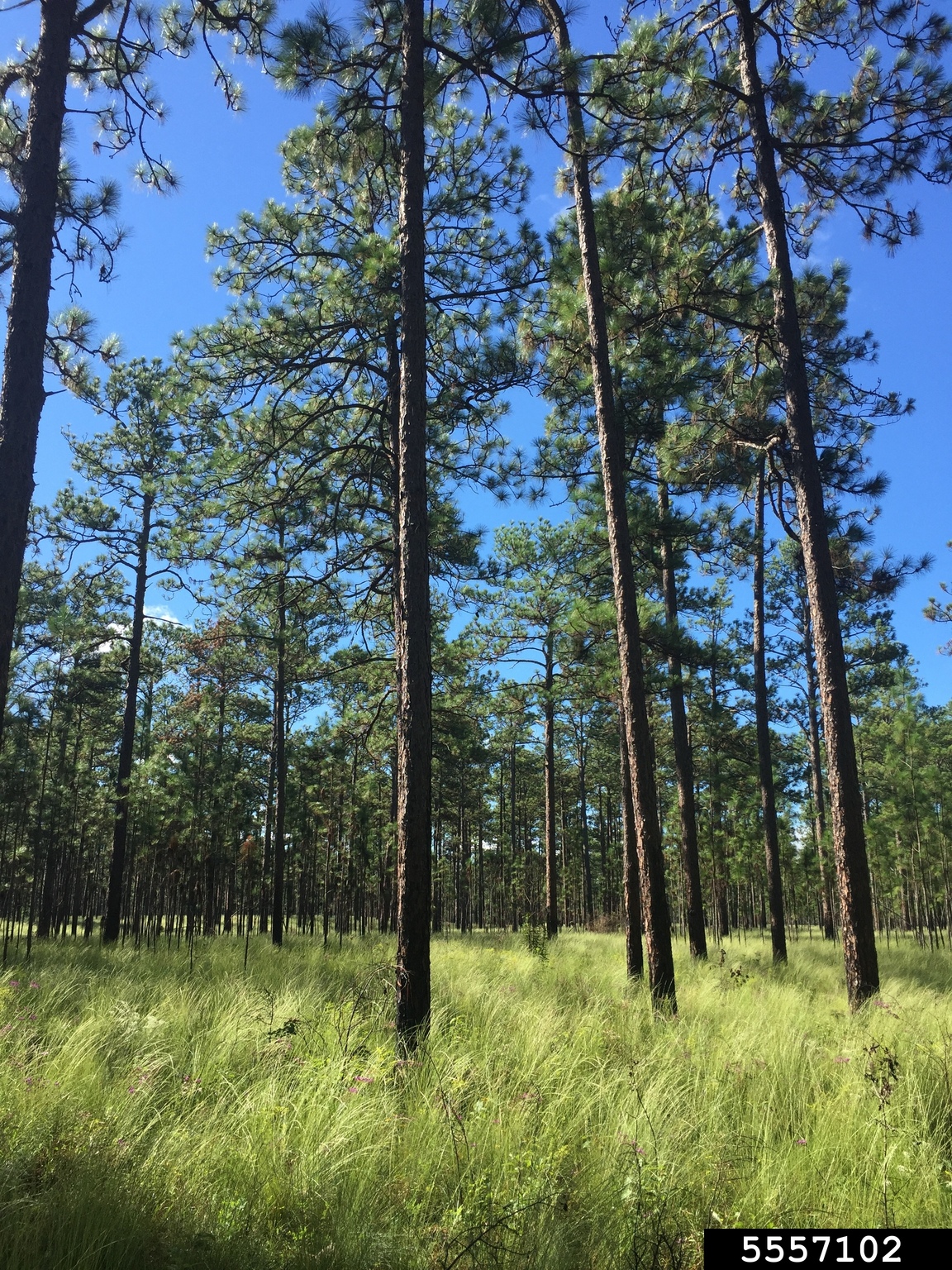 pine (Genus Pinus L.)