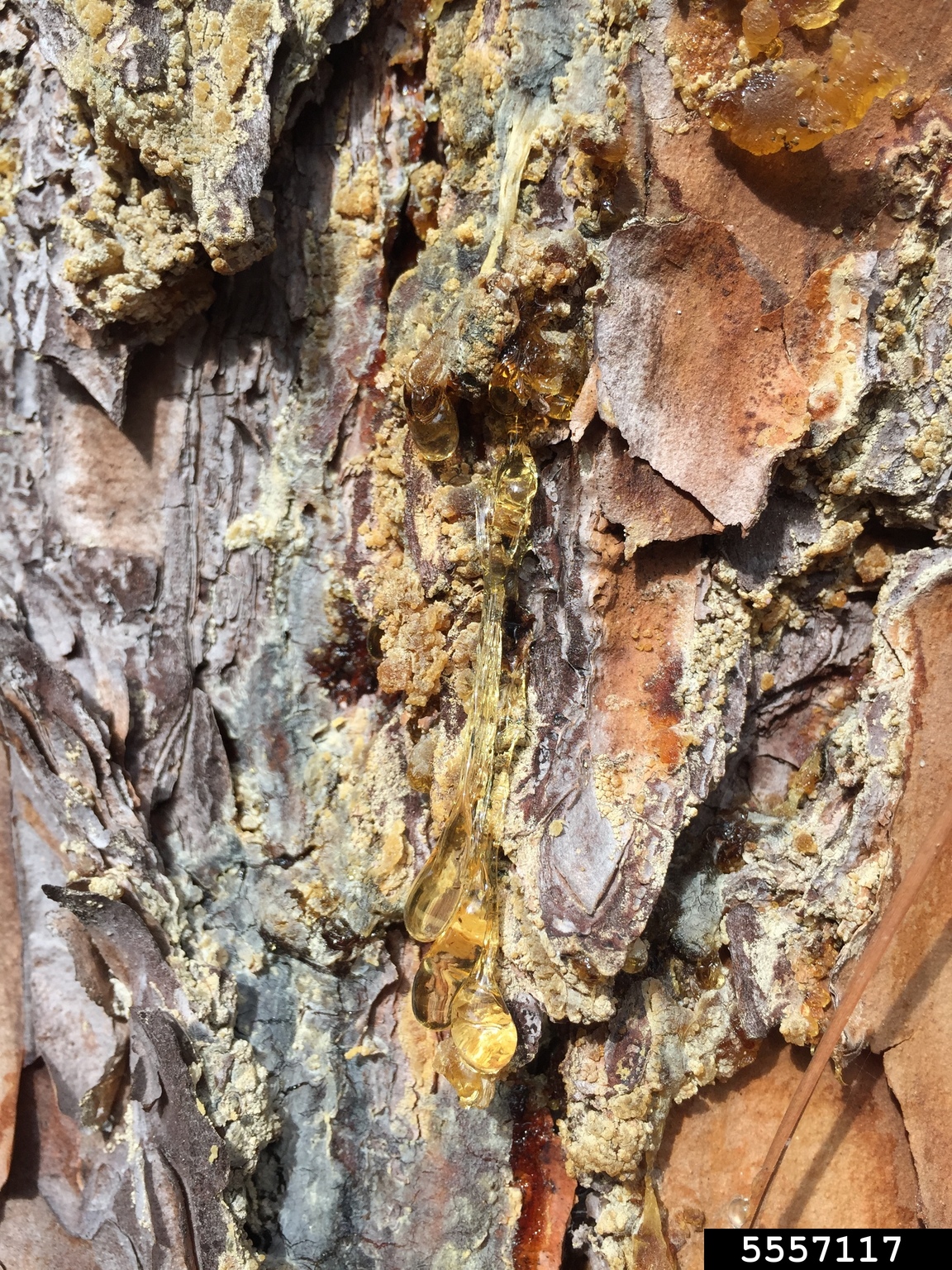 pitch canker (Fusarium circinatum Nirenberg & O'Donnell)