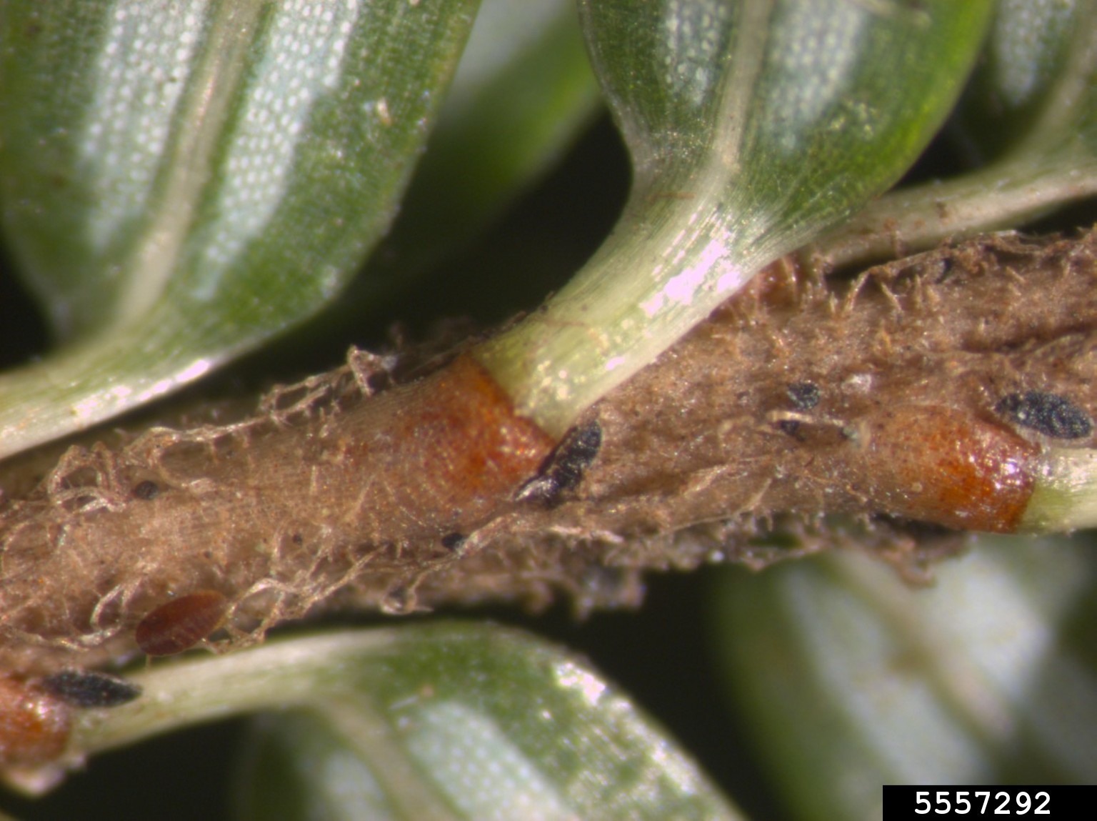 hemlock woolly adelgid (Adelges tsugae Annand, 1924)
